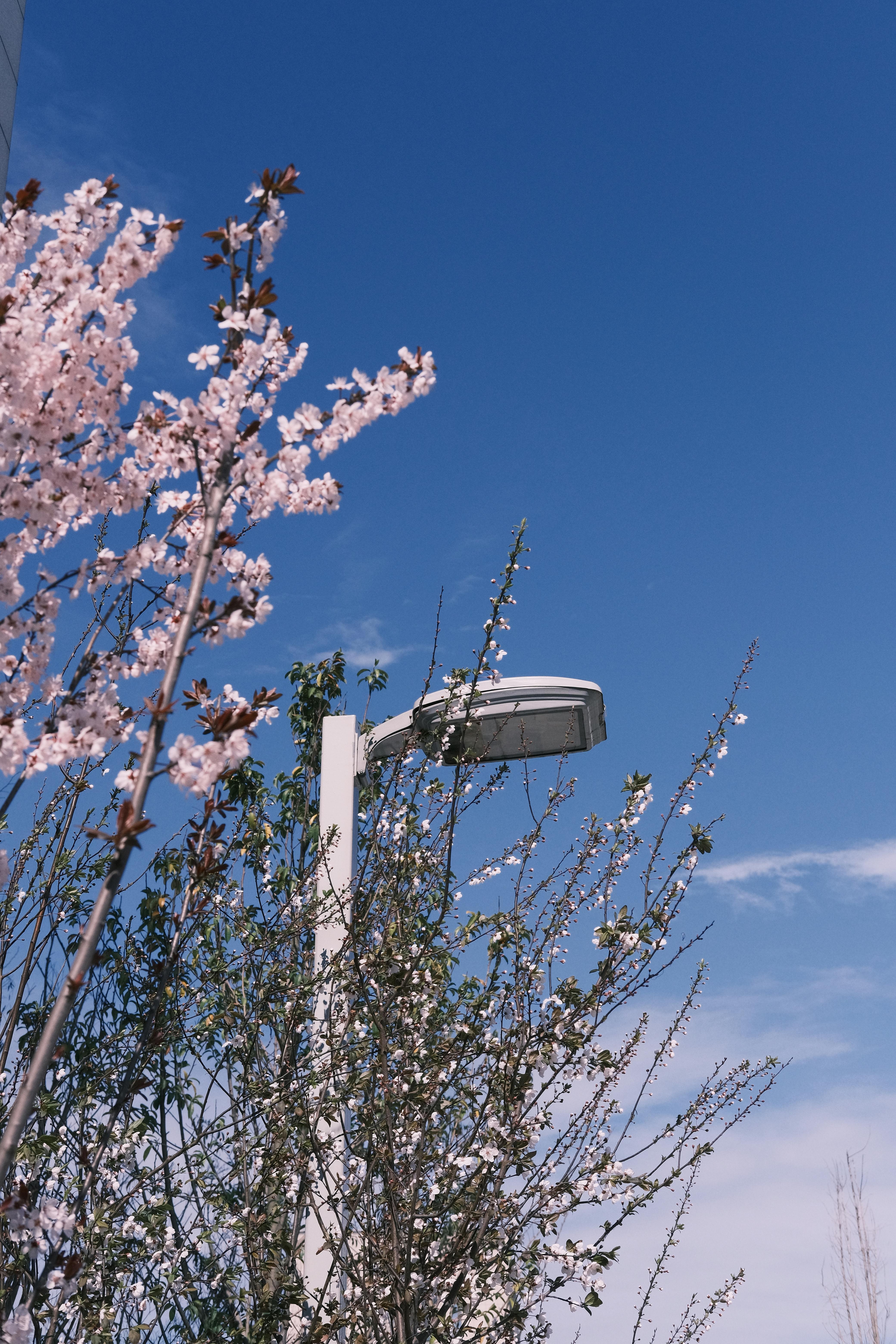 Cherry Blossom Tree Growing next to a Street Lamp · Free Stock Photo