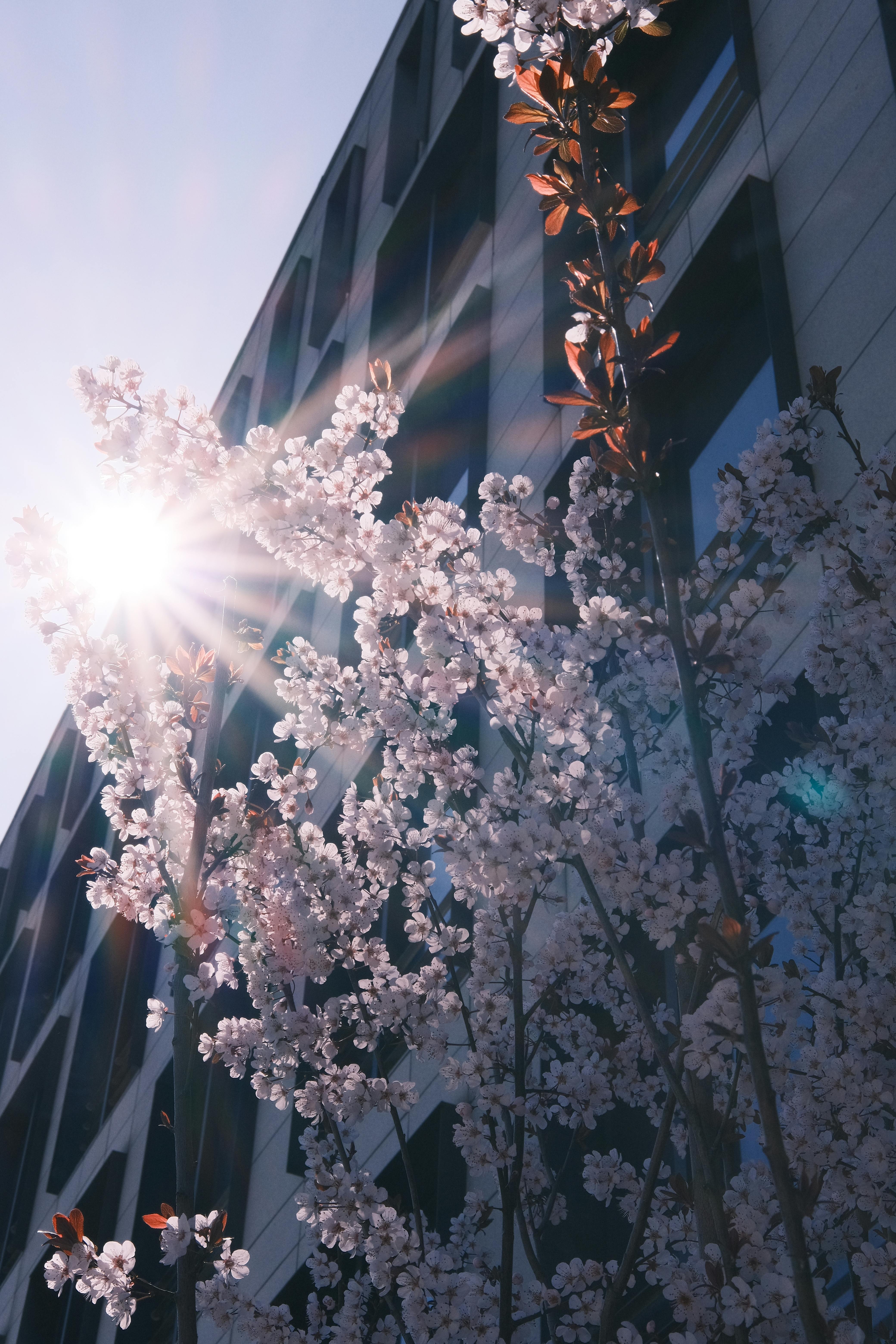 Cherry Blossom Growing in front of a Building · Free Stock Photo