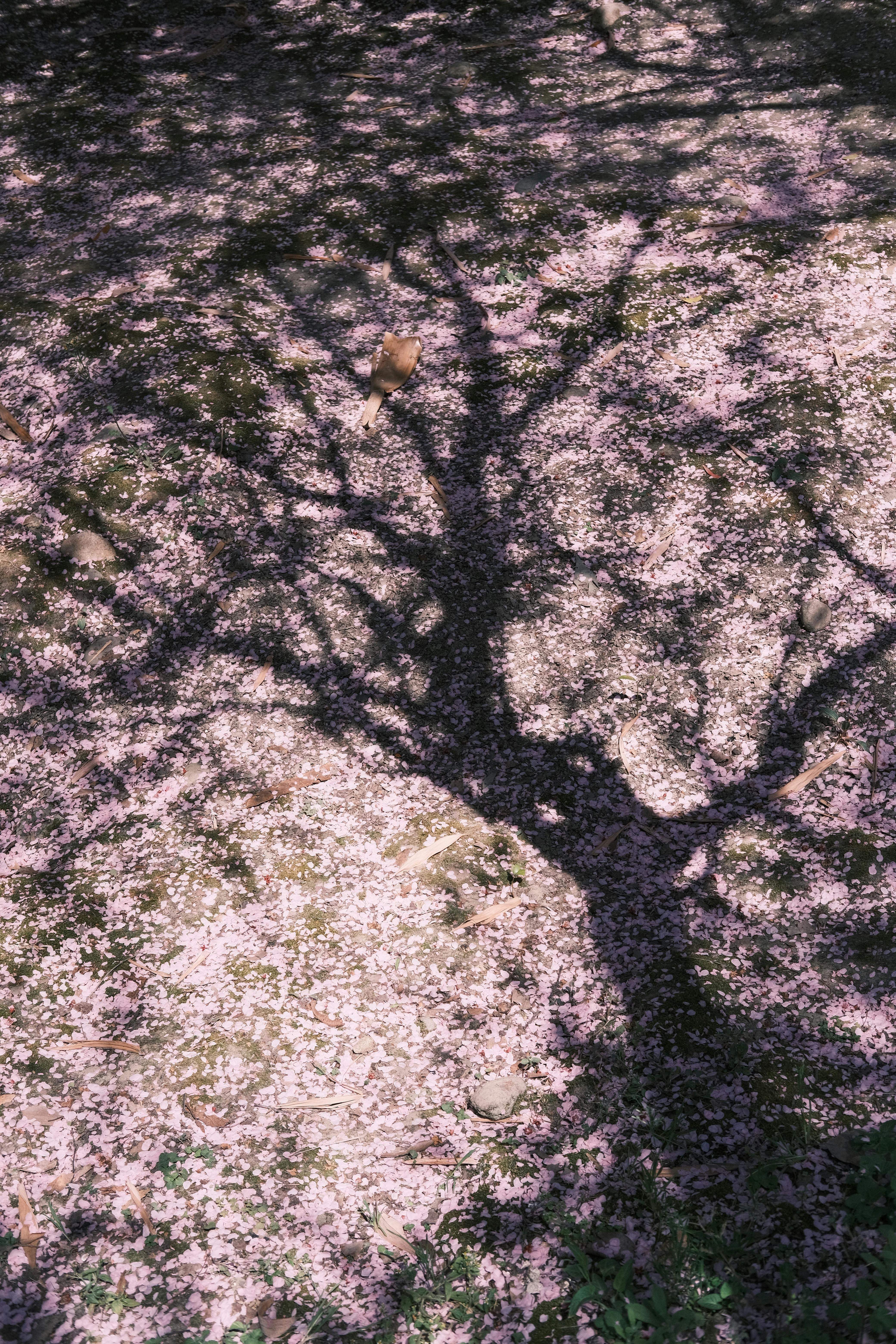 Tree Shadow on Ground with Spring Cherry Blossoms · Free Stock Photo