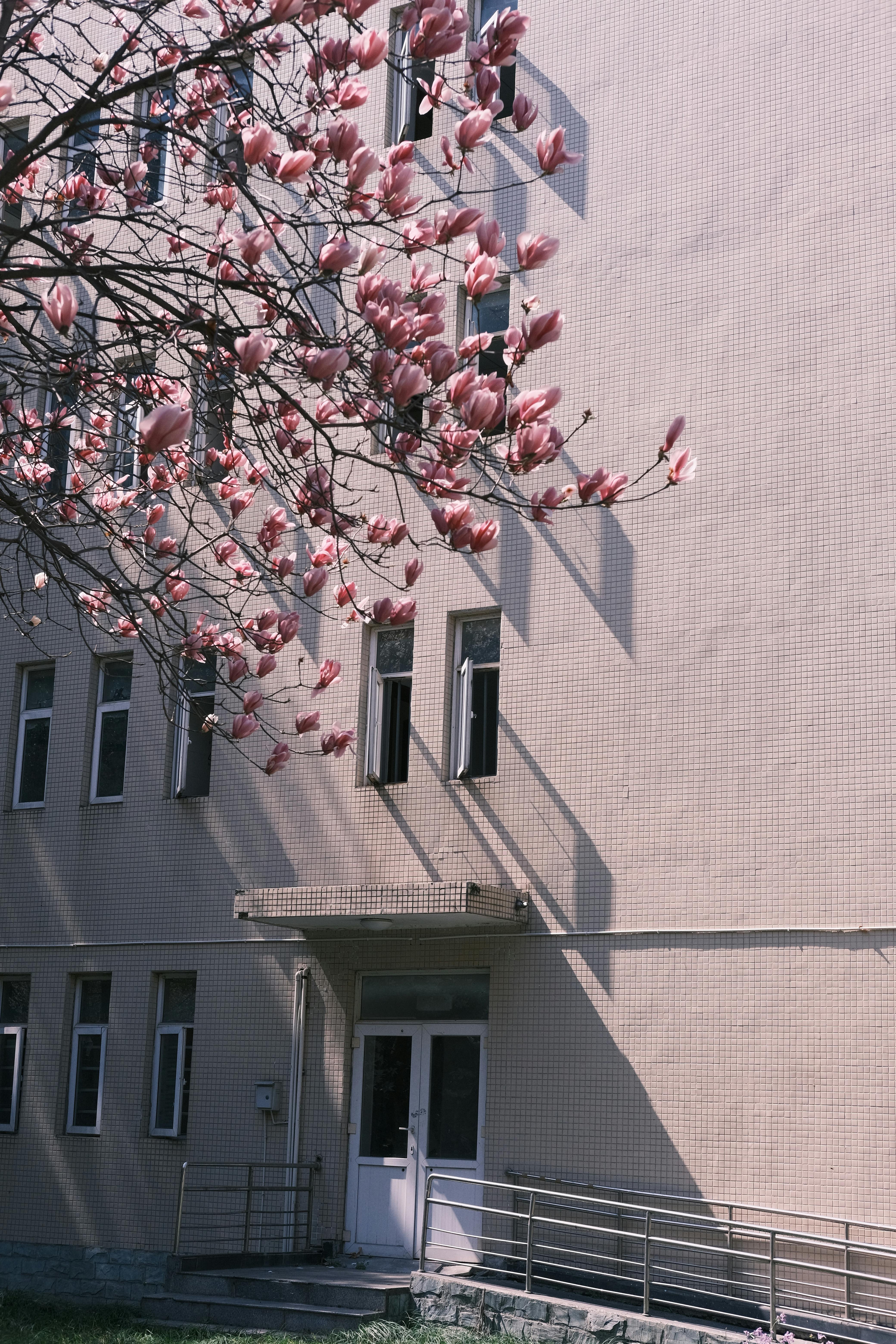Spring Tree near Building Wall · Free Stock Photo