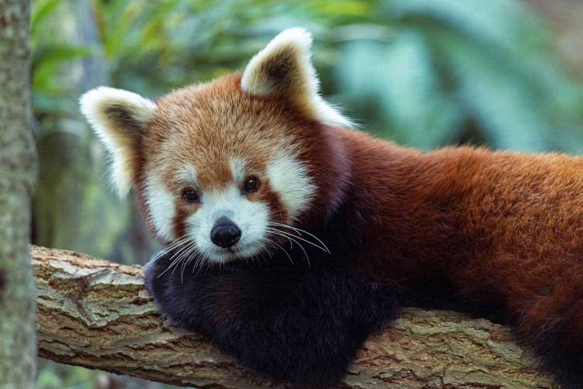 Red Panda Wallpapers Photos, Download The BEST Free Red Panda ...
