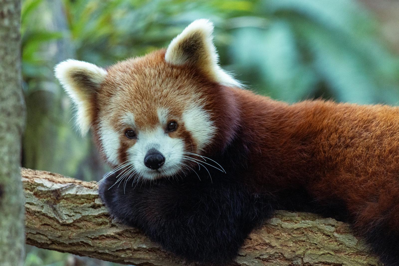 Red Panda Wallpapers Photos, Download The BEST Free Red Panda ...