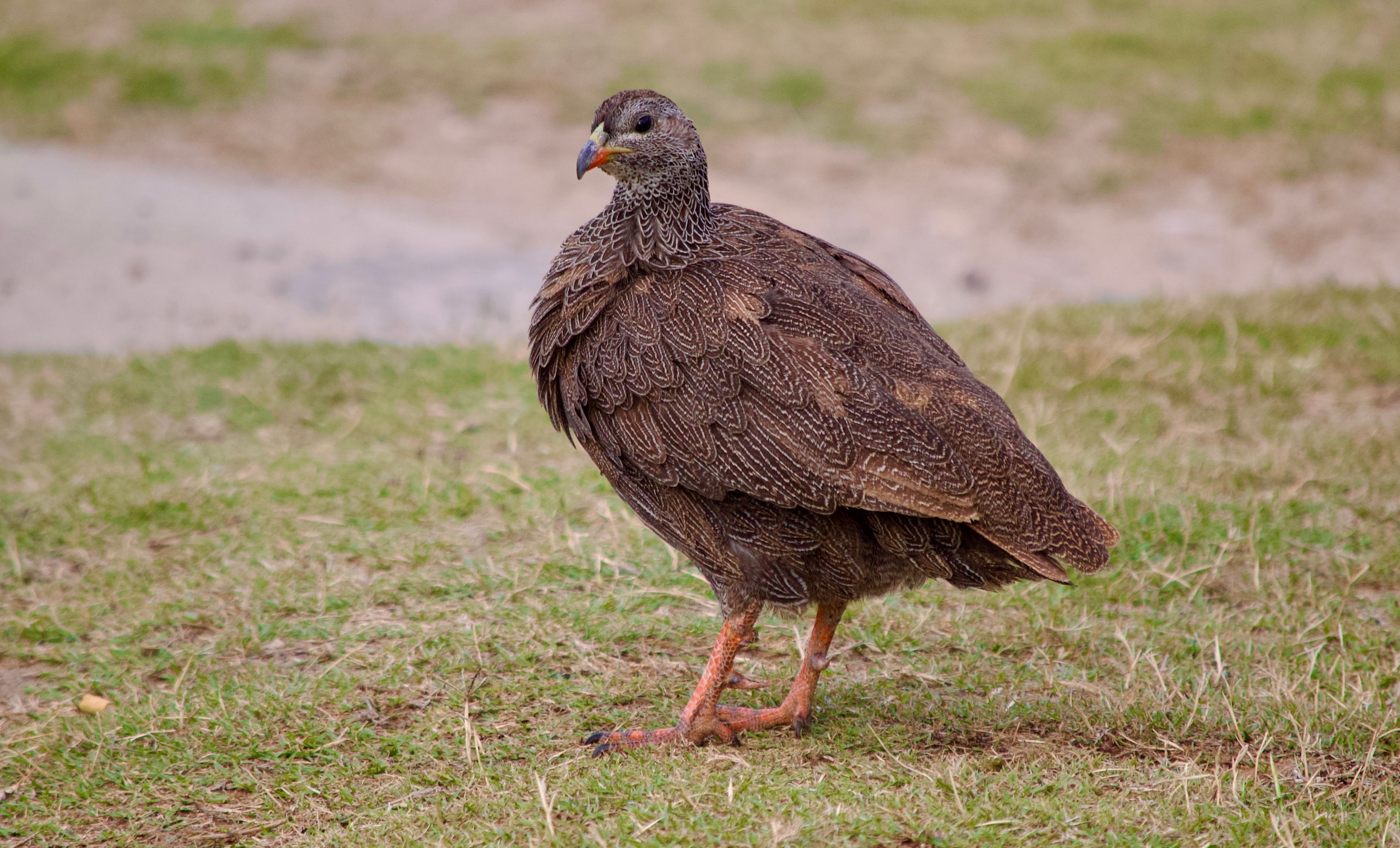 Cape Spurfowl on Grass · Free Stock Photo