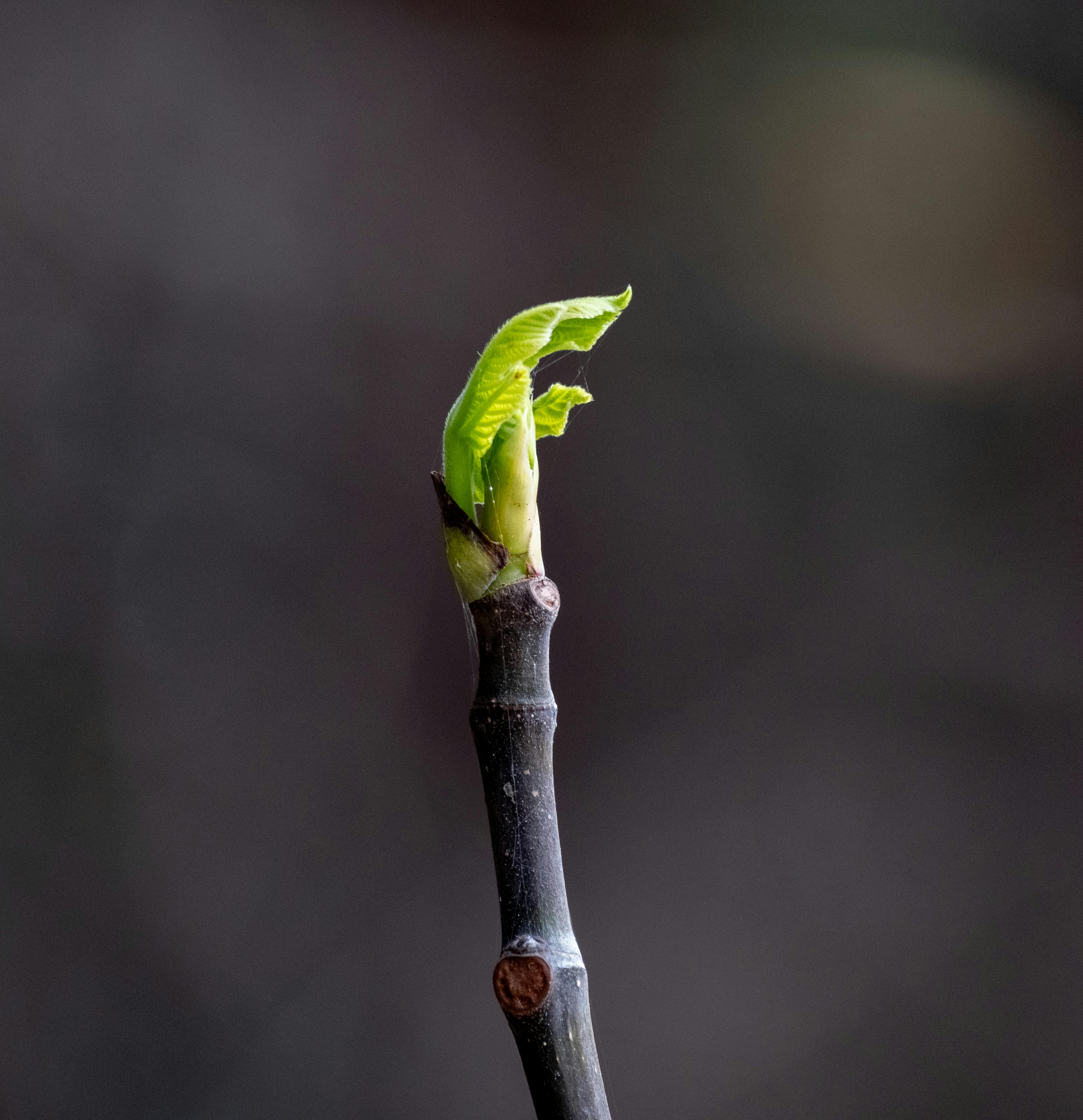 Tree Branch Sprouting Leaves · Free Stock Photo