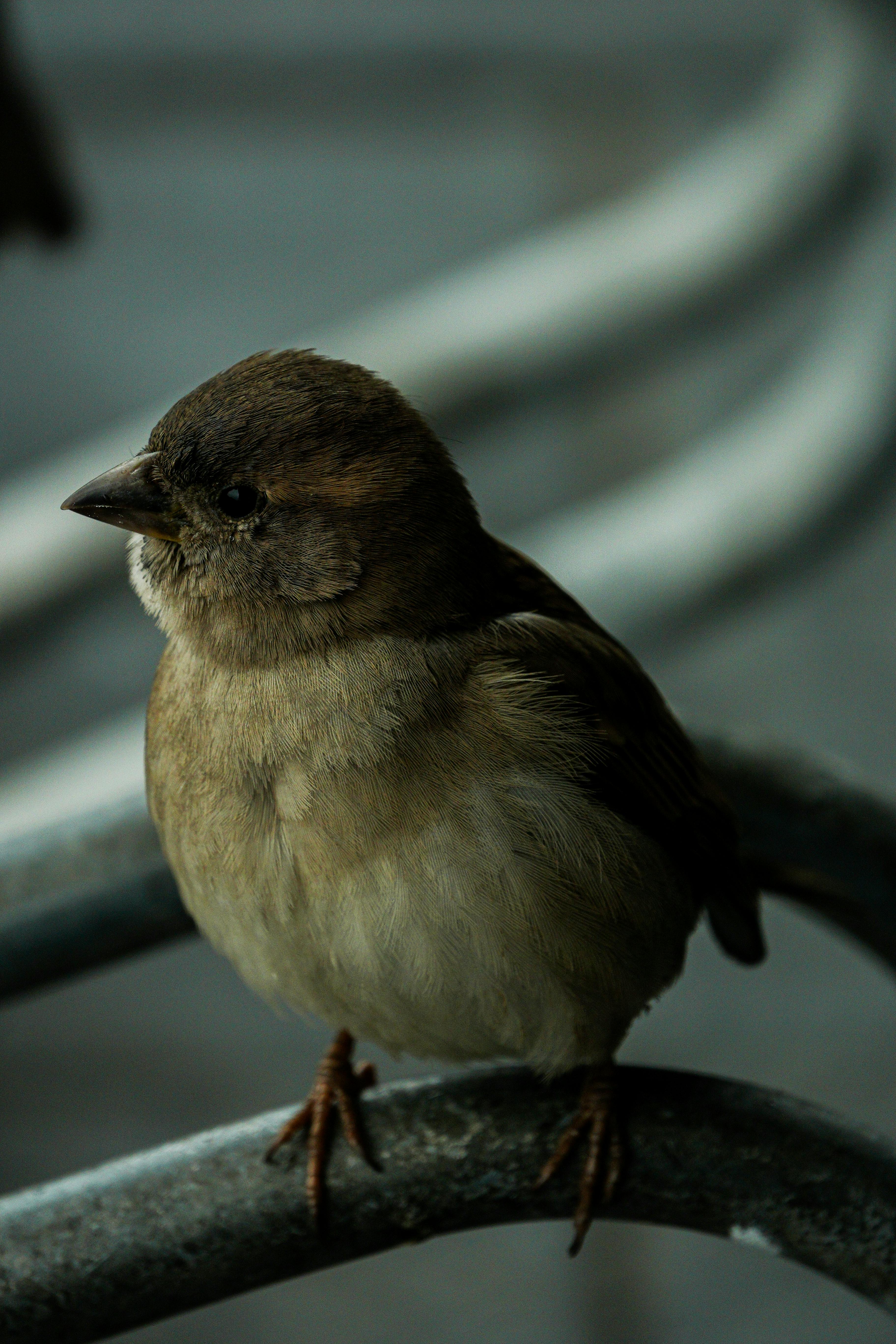 Sahel Bush Sparrow · Free Stock Photo