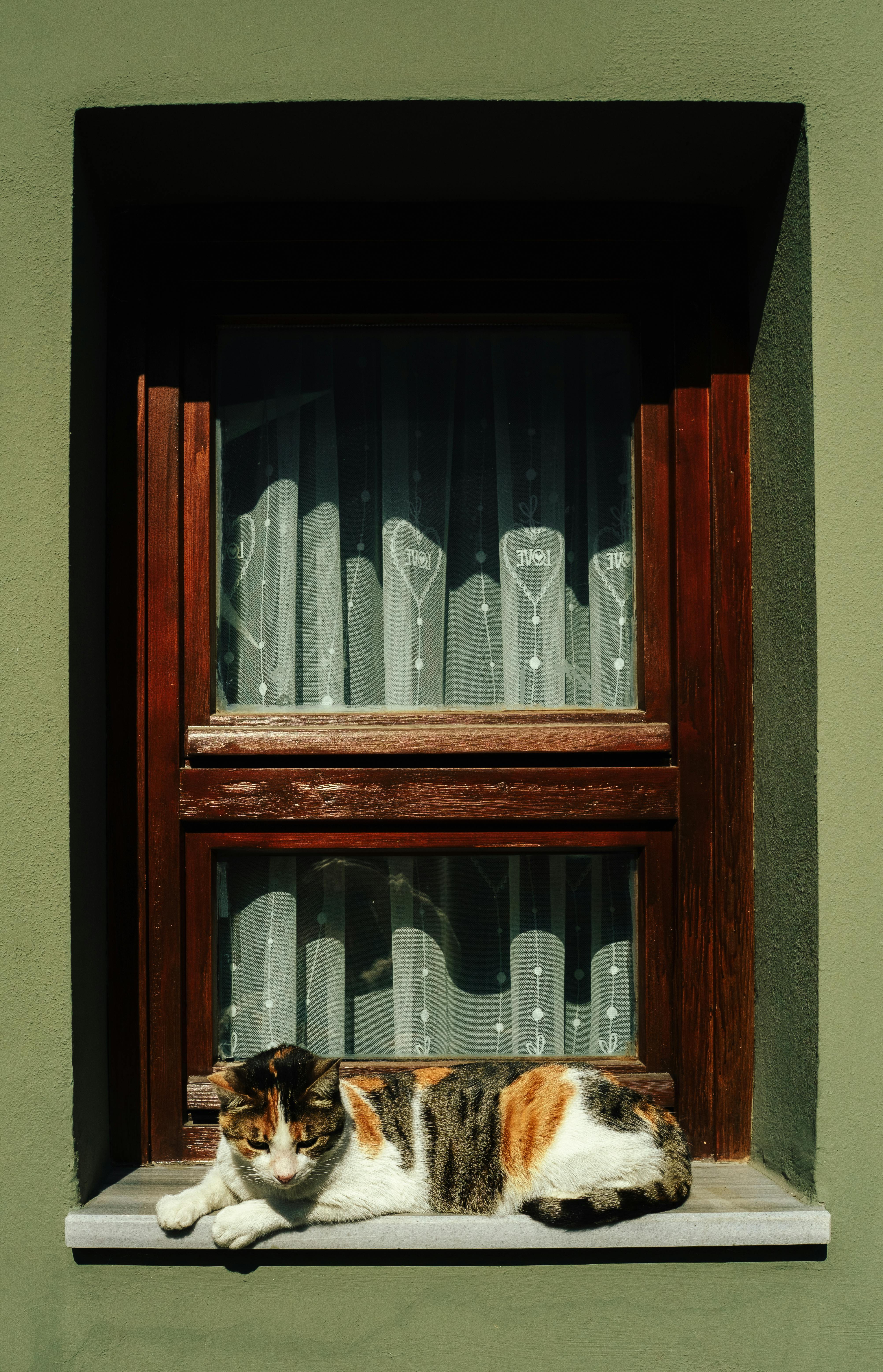 Cat at Window · Free Stock Photo