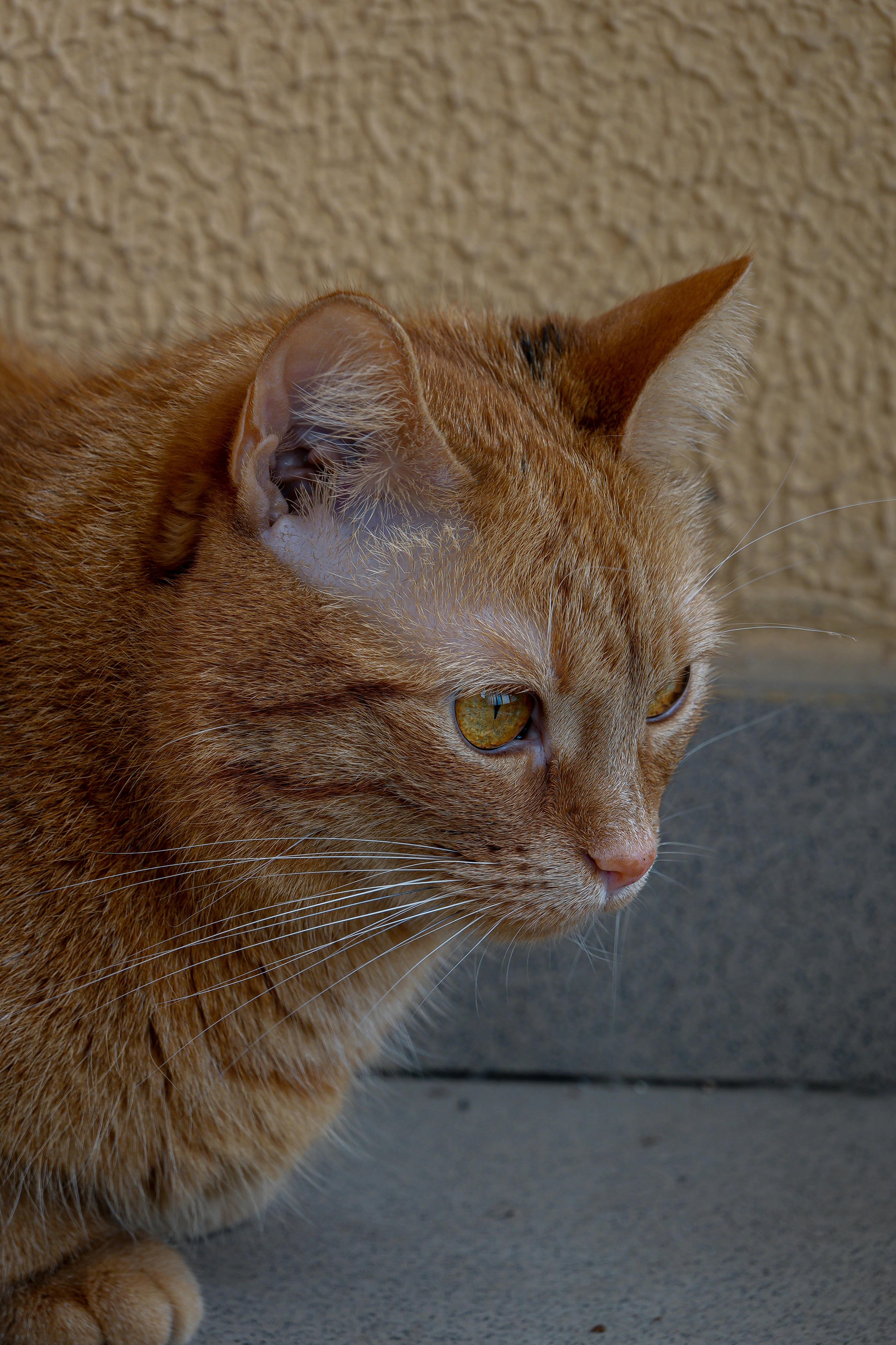 Orange Cat Looking in Front of Him · Free Stock Photo