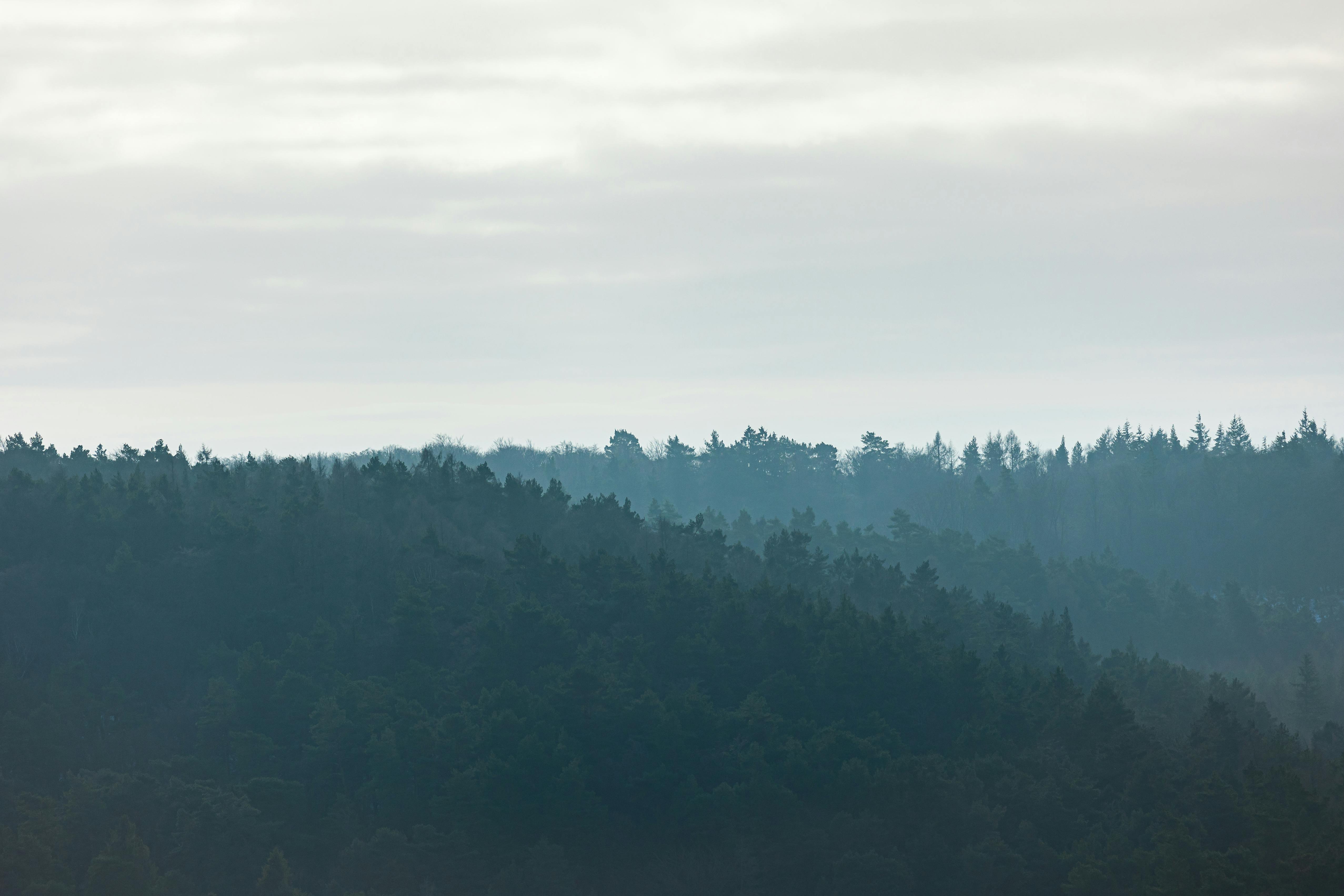 Morning Mist Photos, Download The BEST Free Morning Mist Stock Photos ...