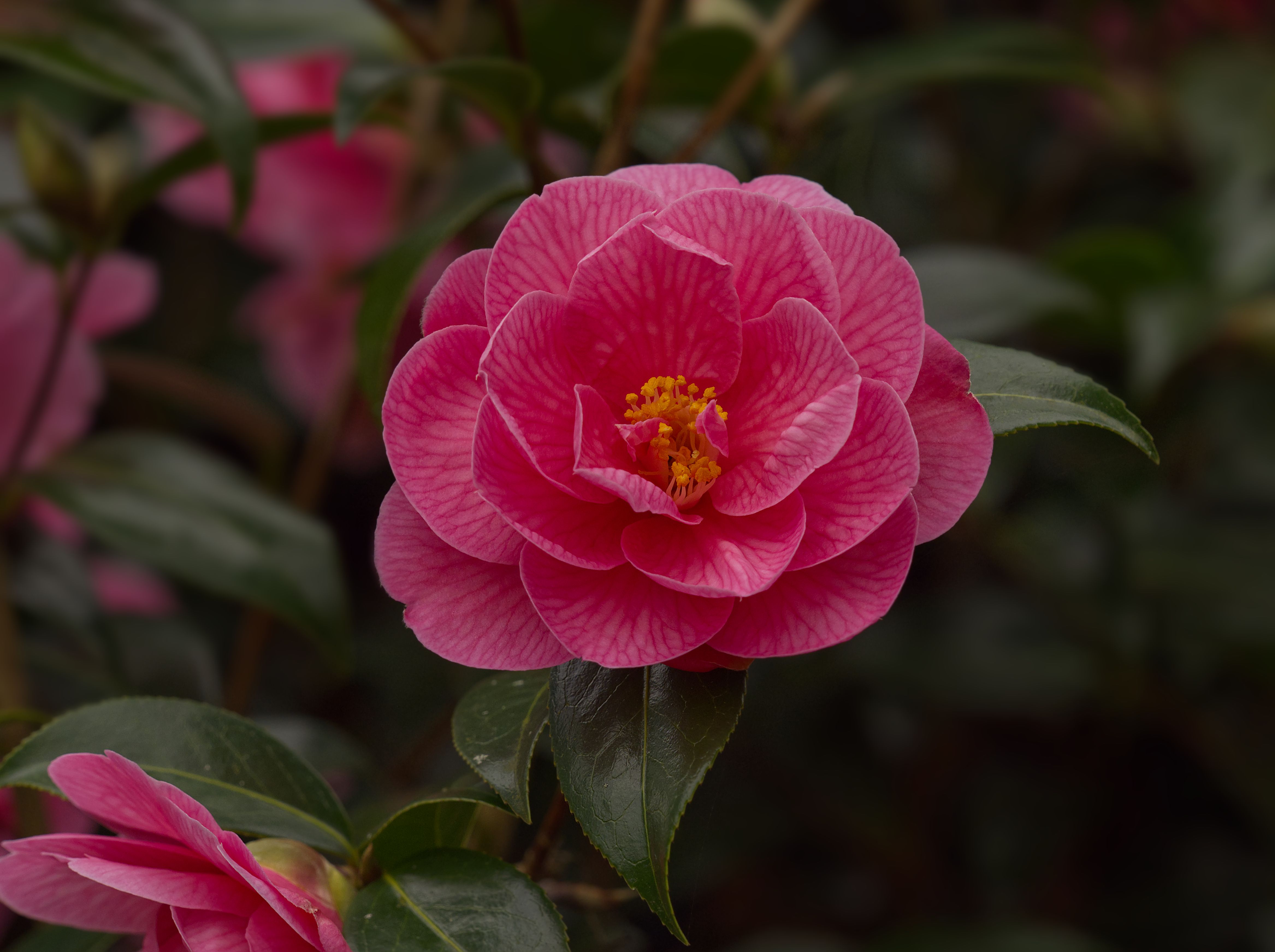 Japanese Camellia Flower · Free Stock Photo