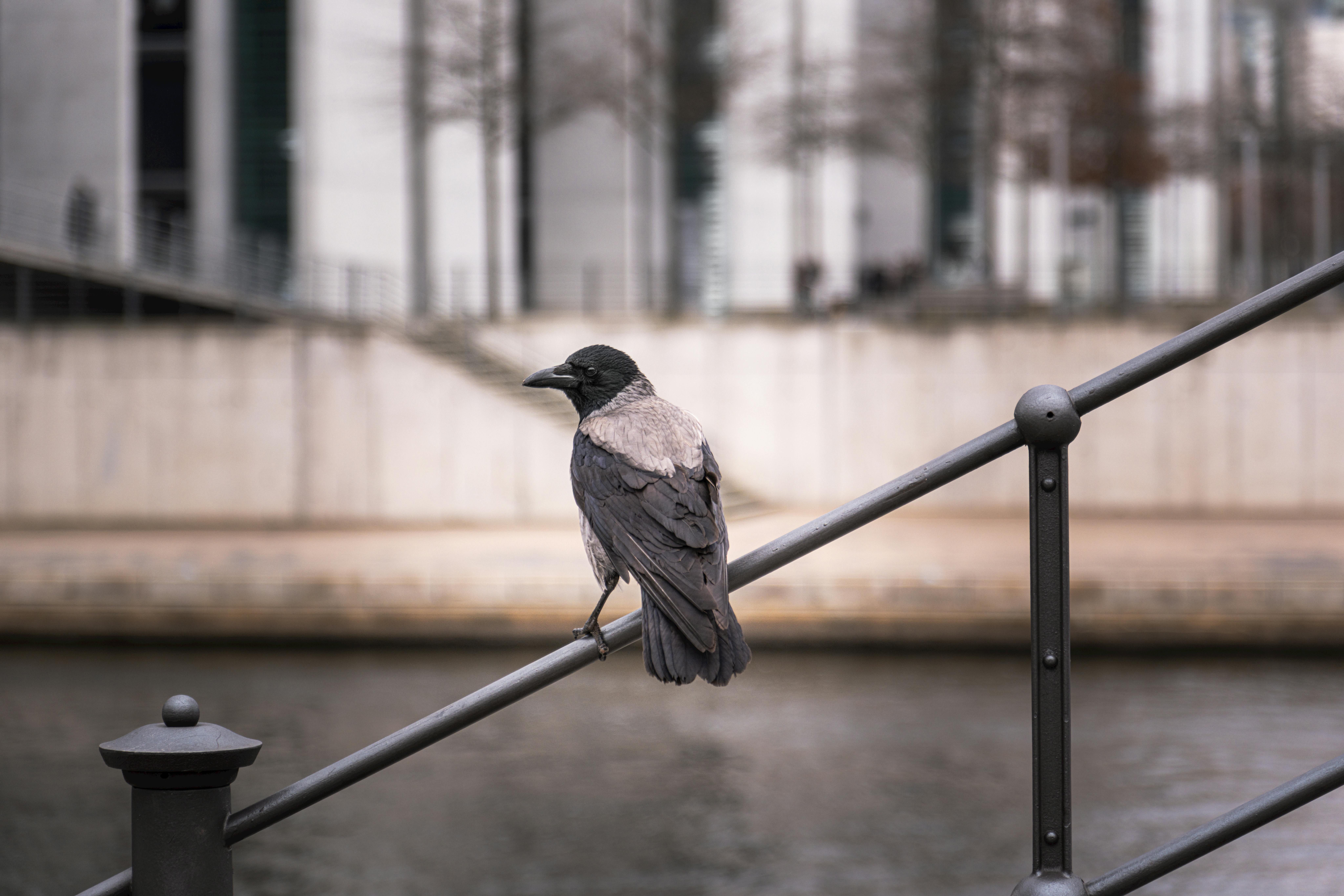 Close-up of a Grey Crow Perching on a Railing · Free Stock Photo