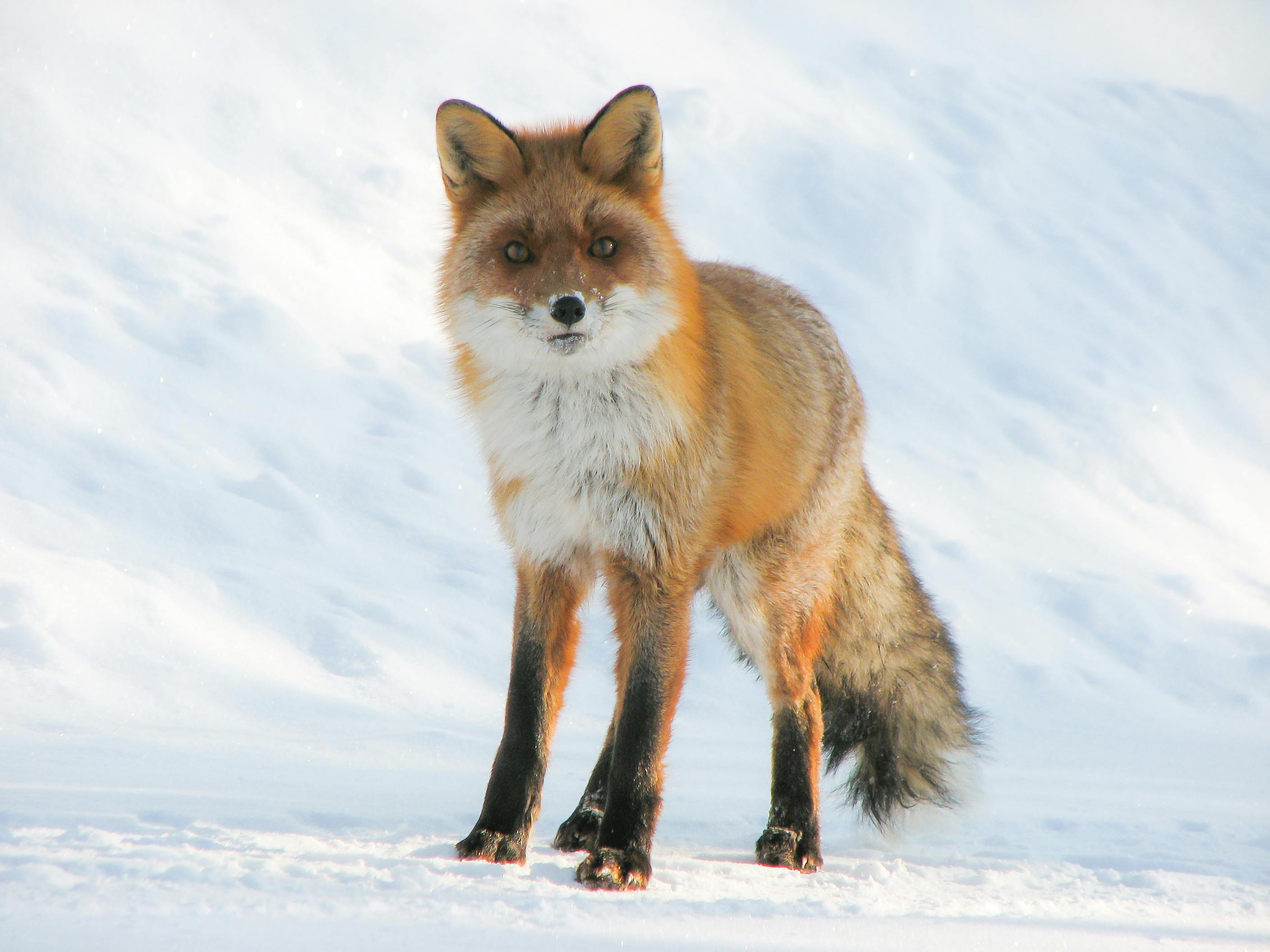 Fox on Snow Covered Field in Forest · Free Stock Photo