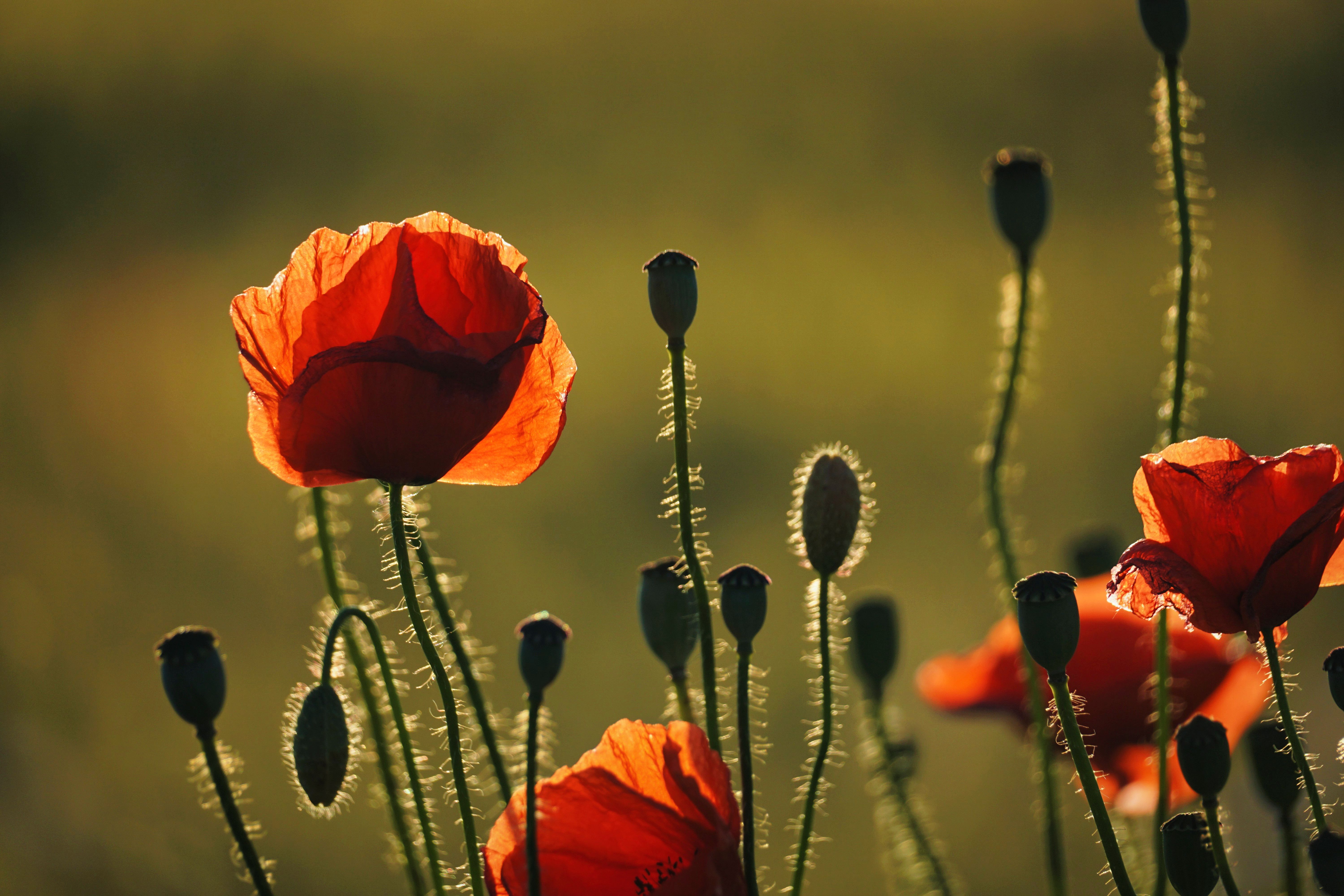 Golden Hour Poppies · Free Stock Photo
