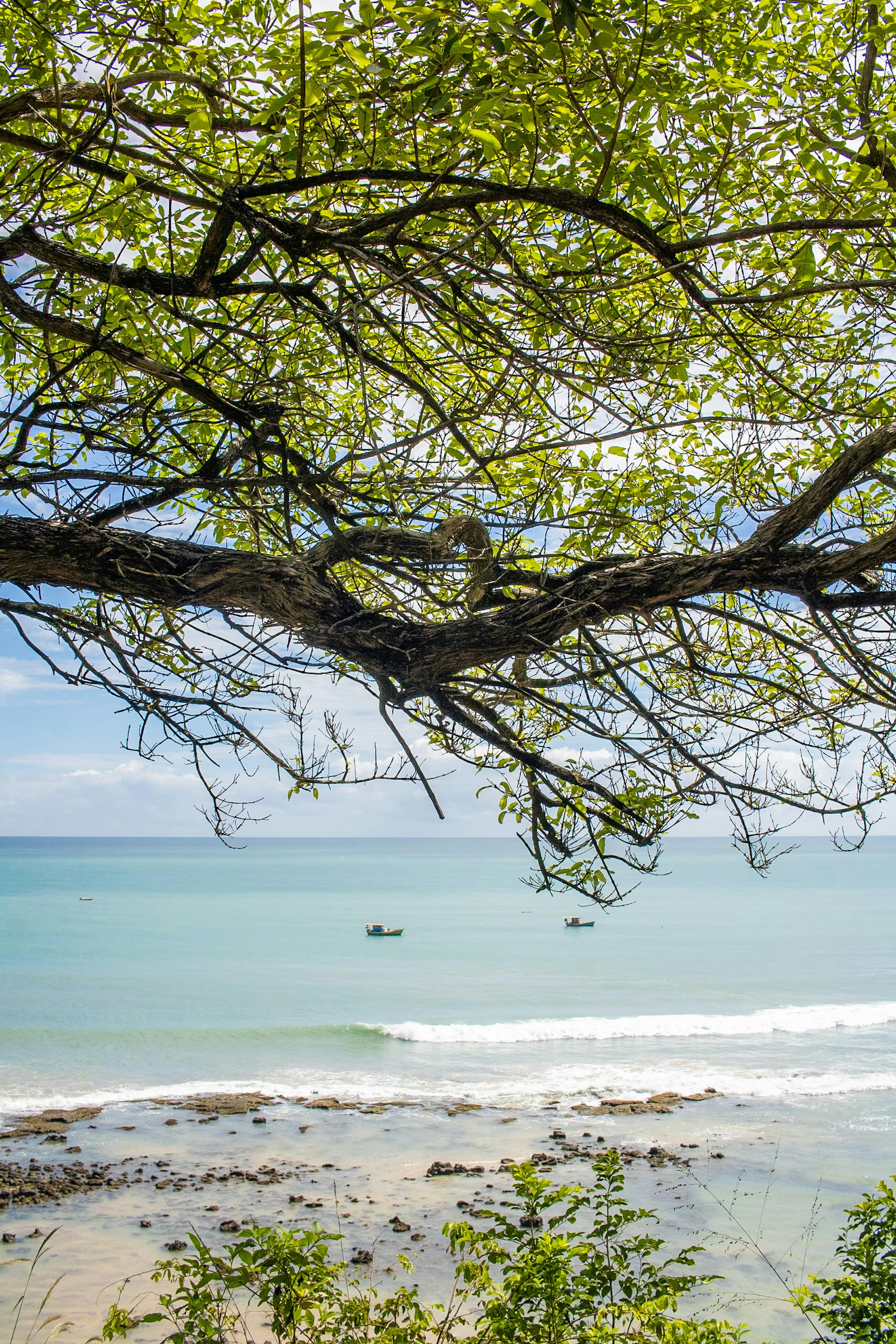 Tree Branches over Sea Coast · Free Stock Photo