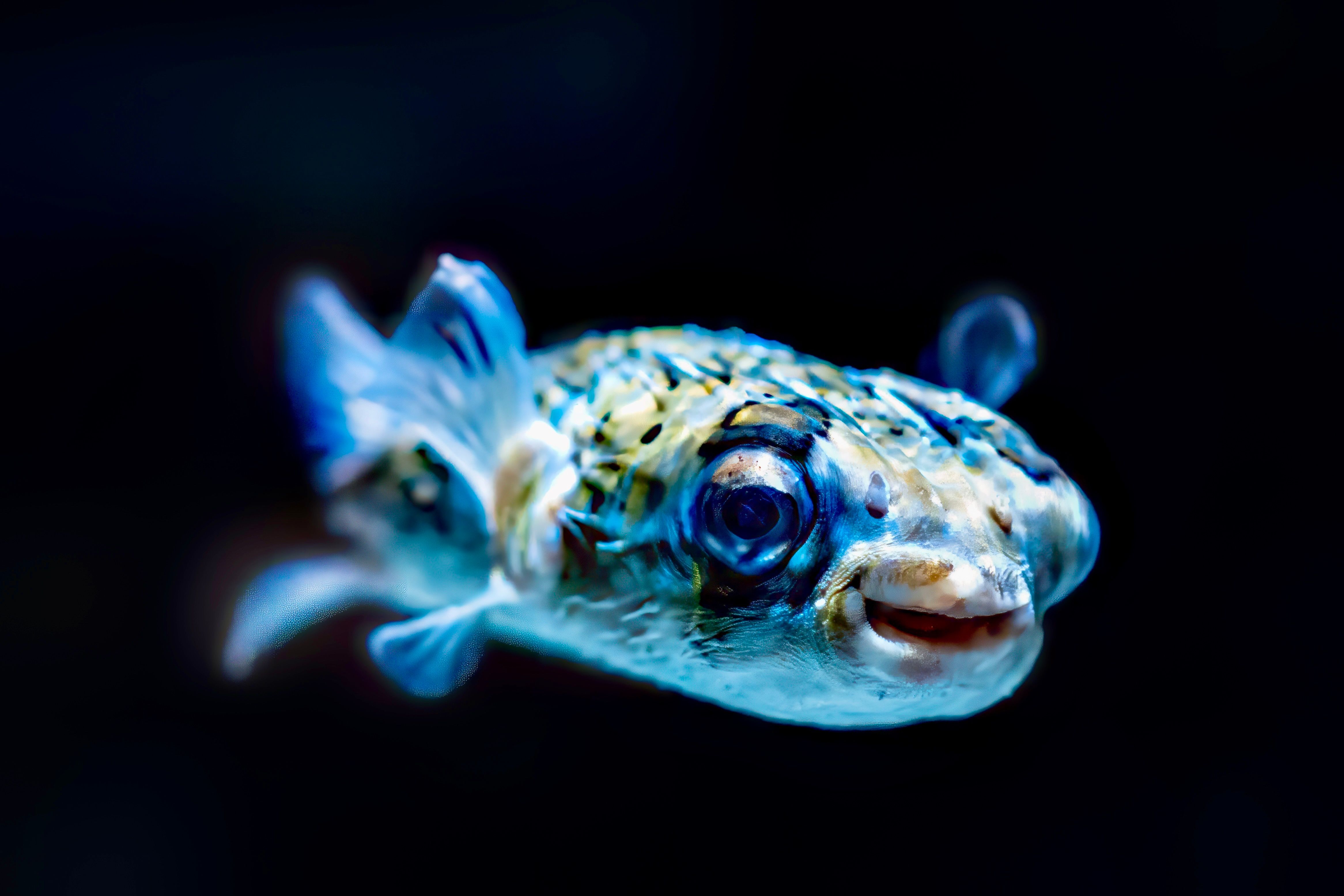 Beautiful Little Fish Aquarium Photos, Download The BEST Free Beautiful ...