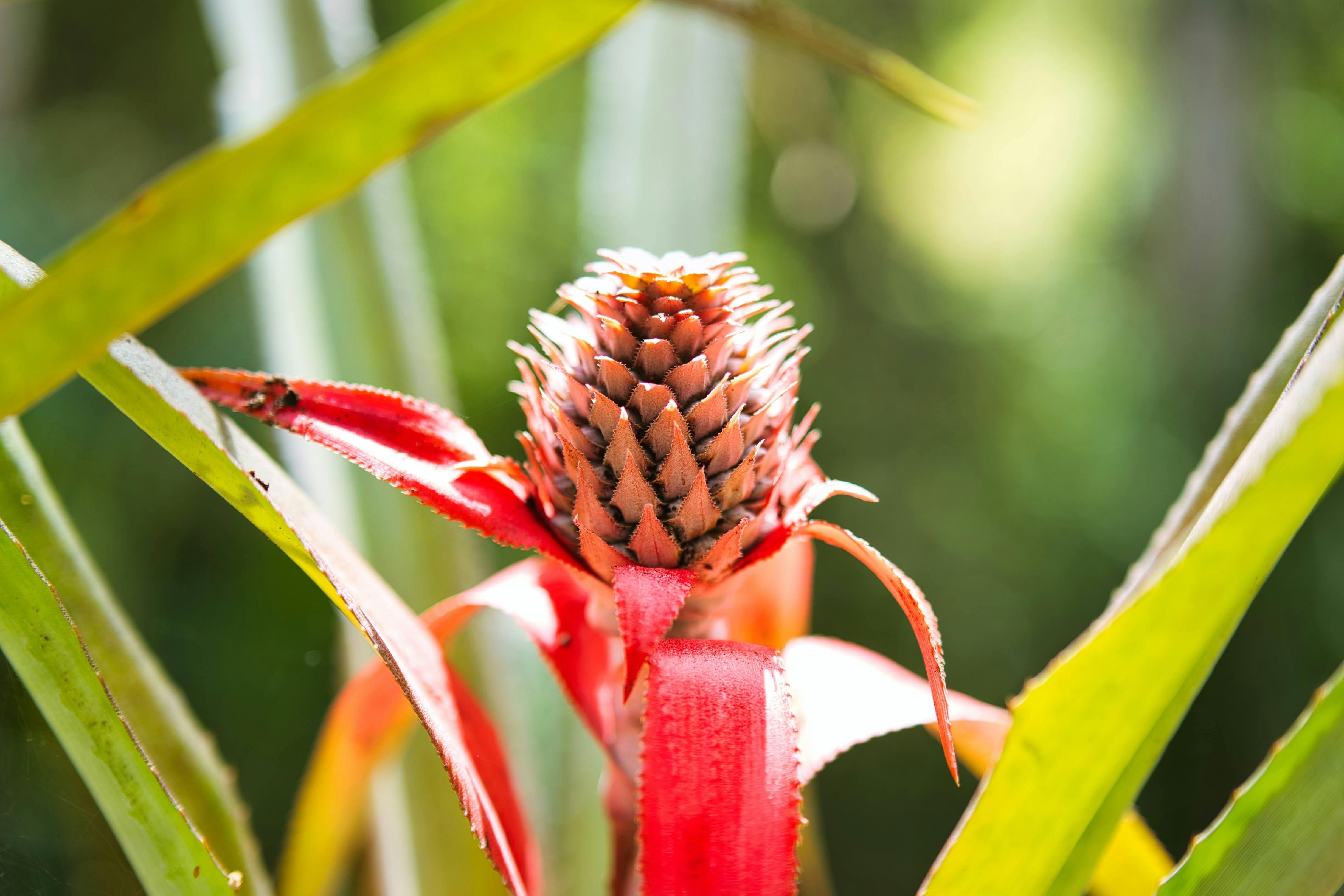 Pineapple Fruit in Nature · Free Stock Photo