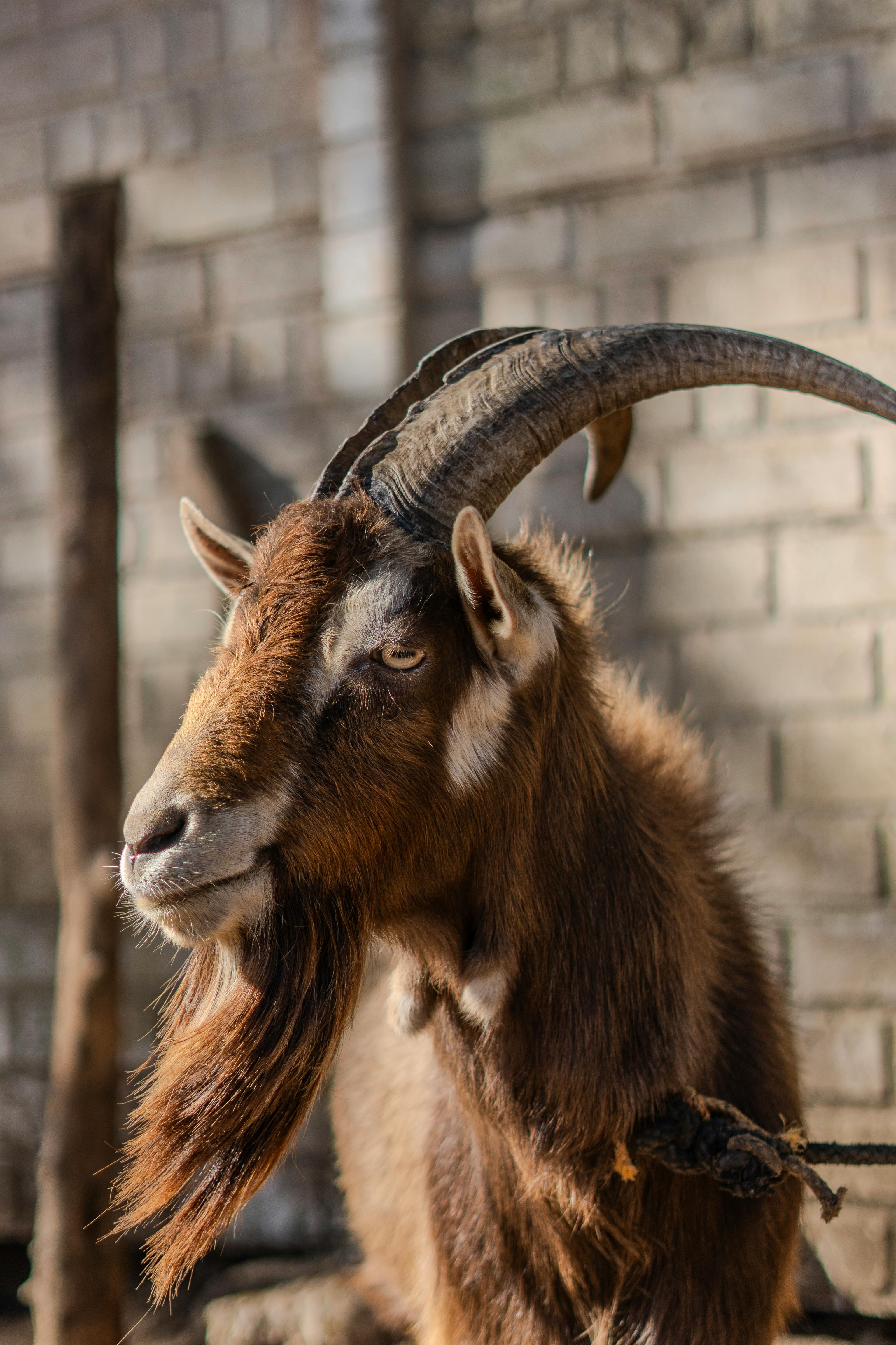 Portrait of Goat · Free Stock Photo