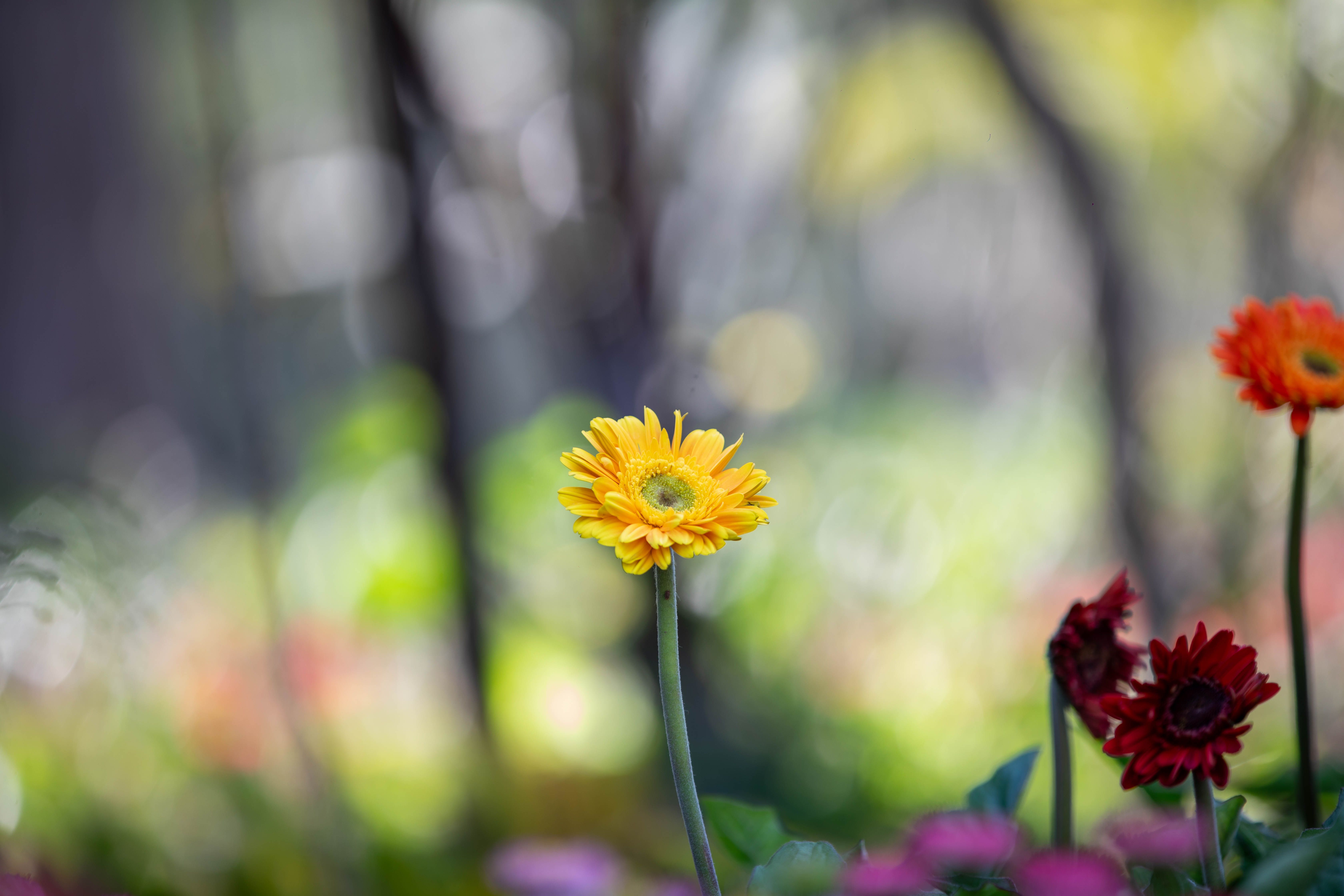 Close-up of Colorful Gerberas Growing in a Park · Free Stock Photo