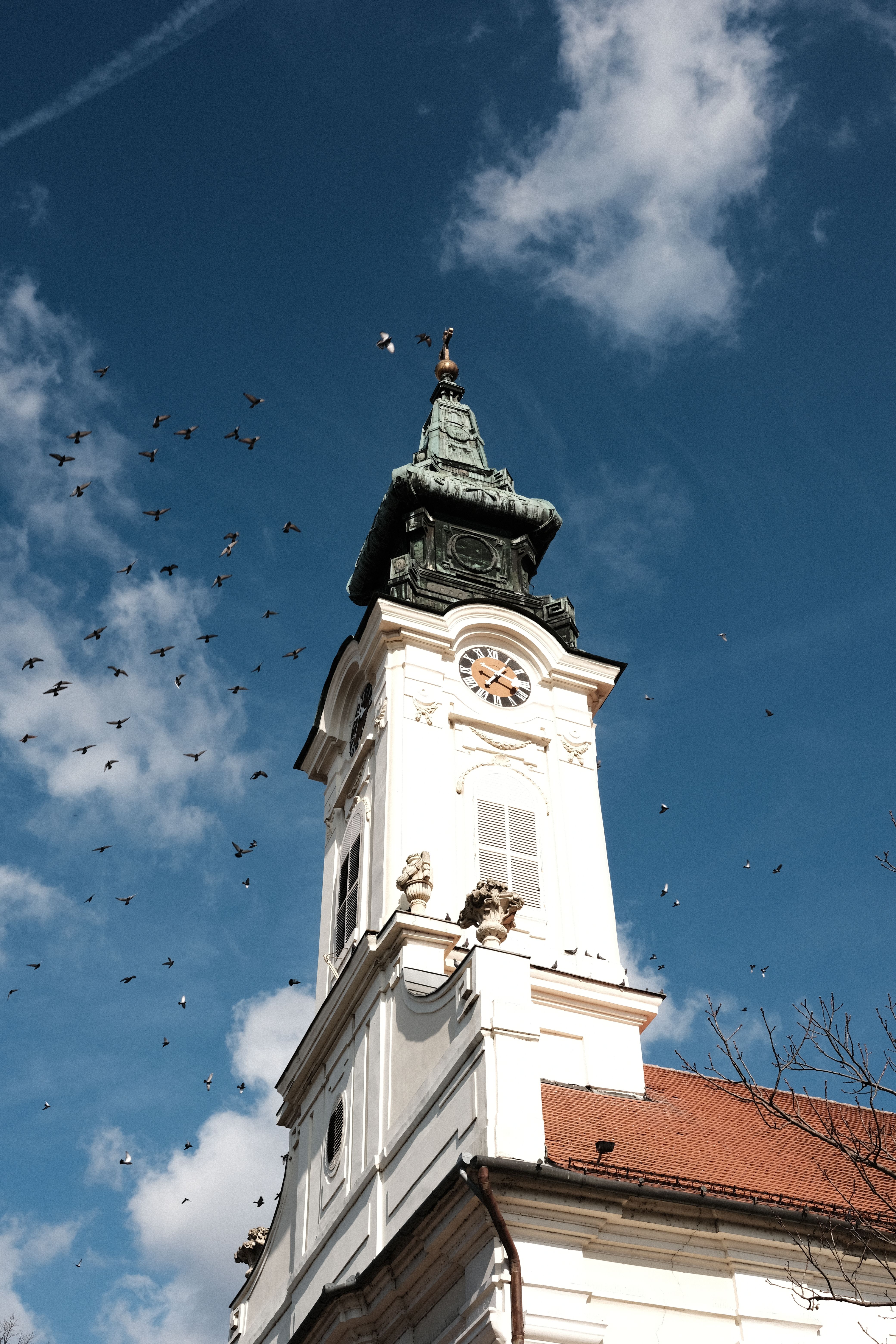 Birds Flying around Building Tower · Free Stock Photo