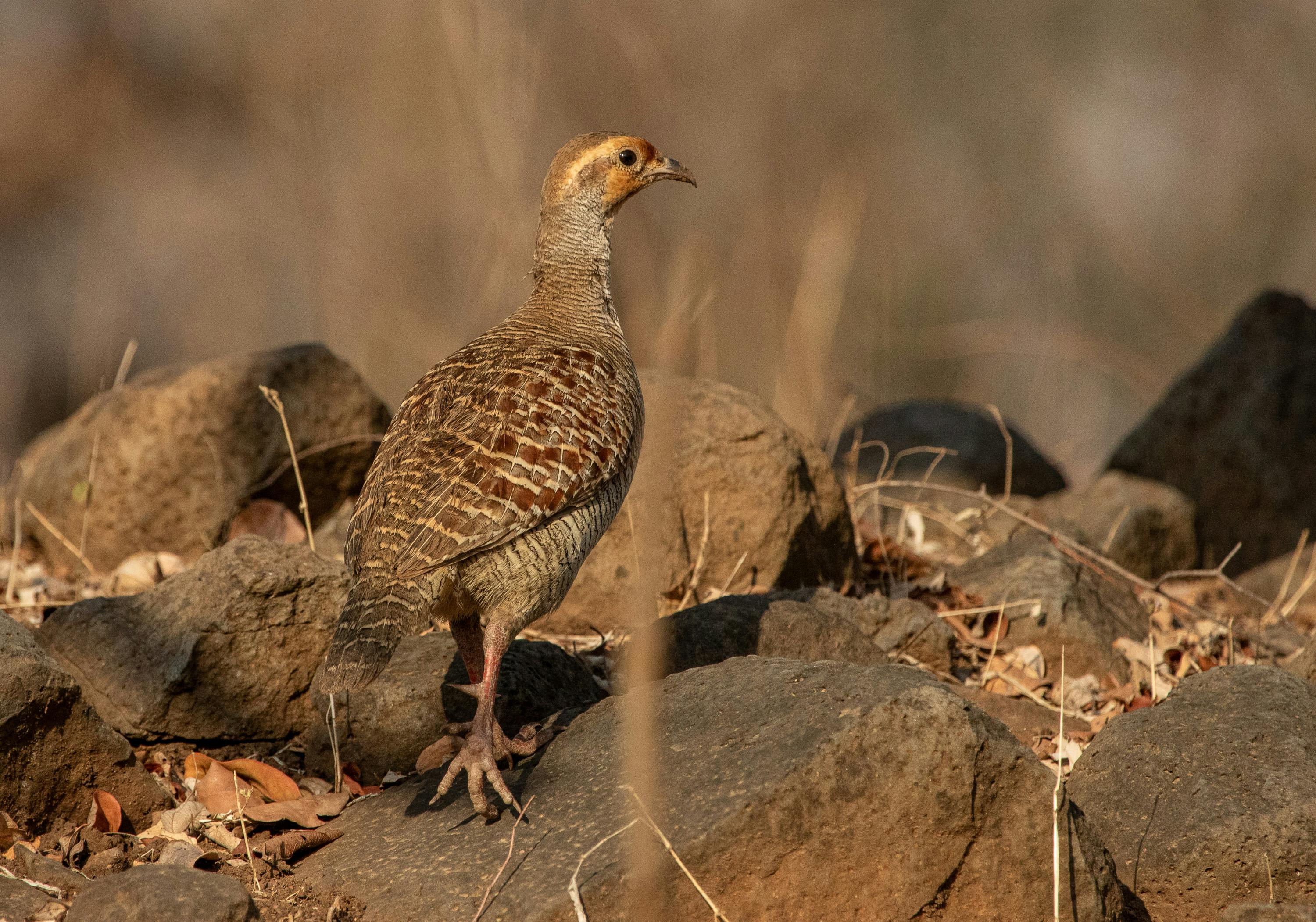 Grey Francolin Bird · Free Stock Photo