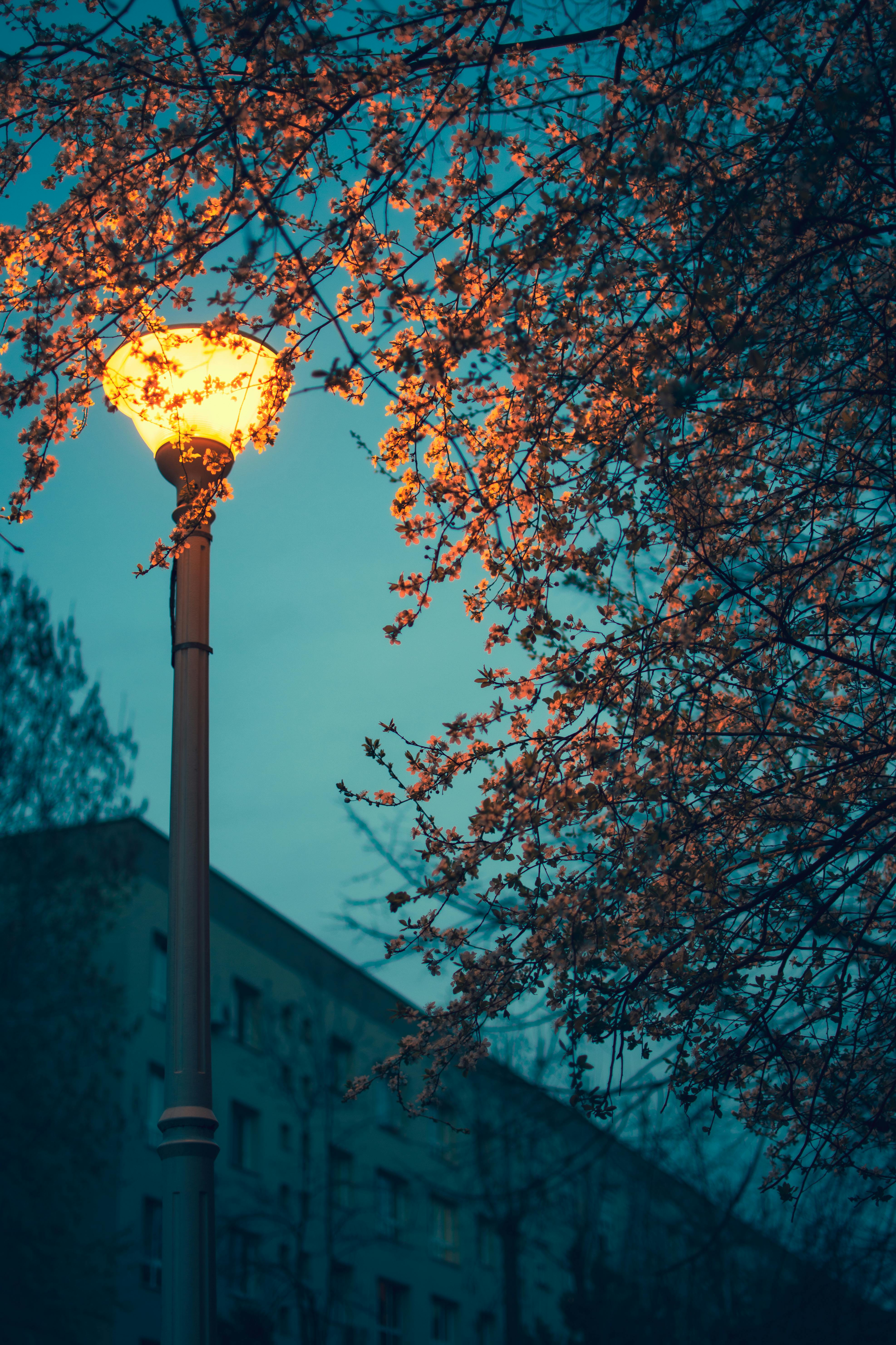 A street light with a tree in bloom · Free Stock Photo