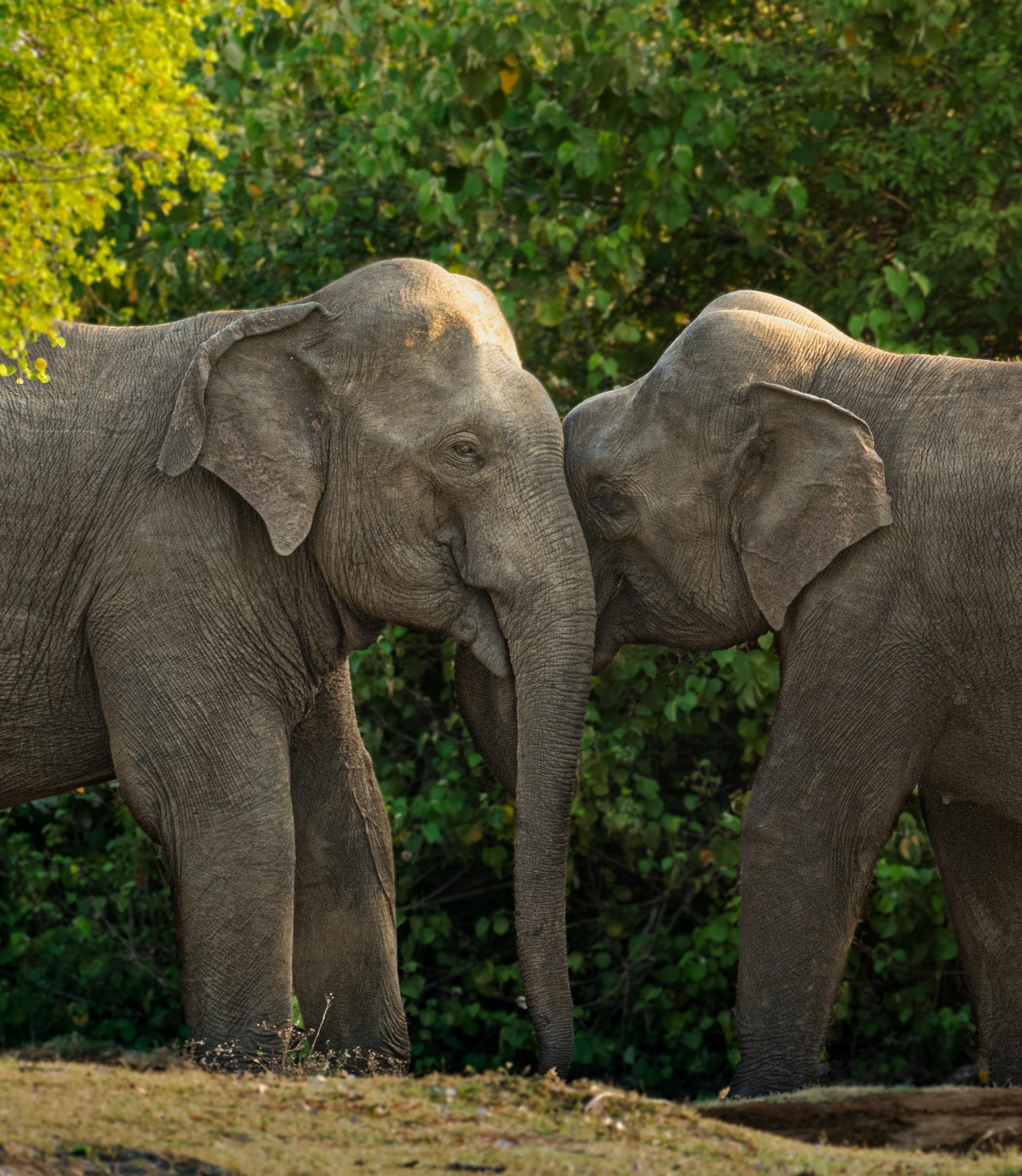 Elephants in Nature · Free Stock Photo