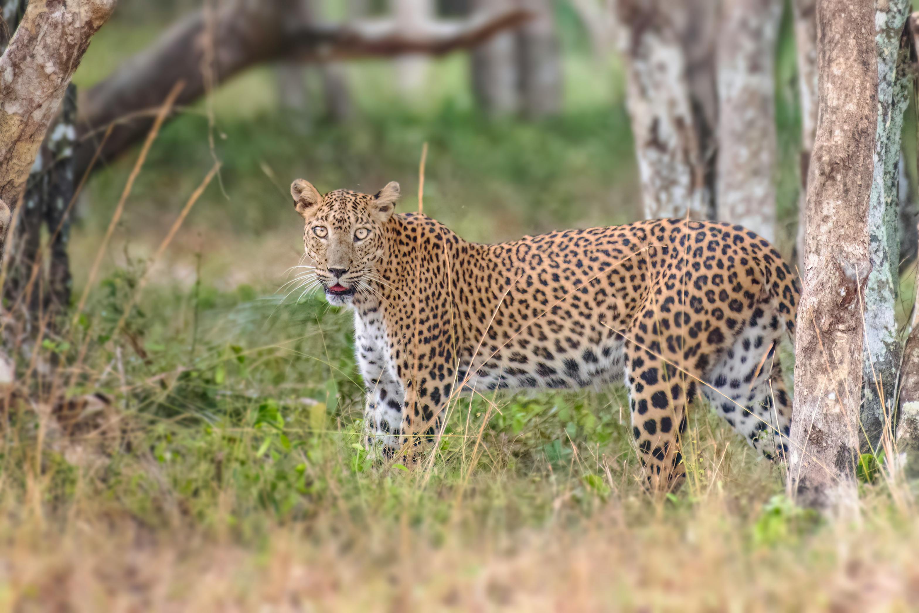 Cheetah in Nature · Free Stock Photo