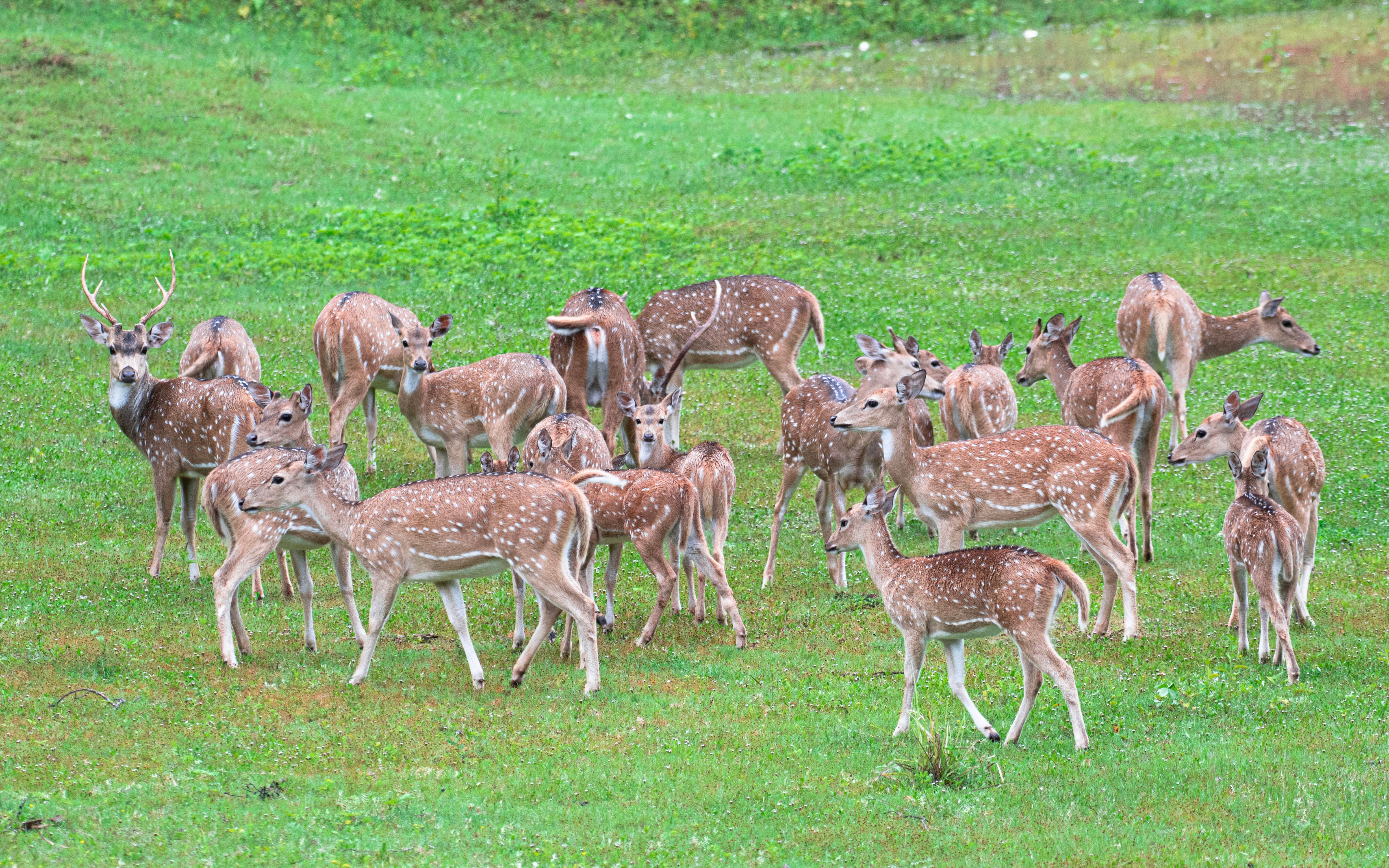 View of a Herd of Axis Deer on a Meadow · Free Stock Photo