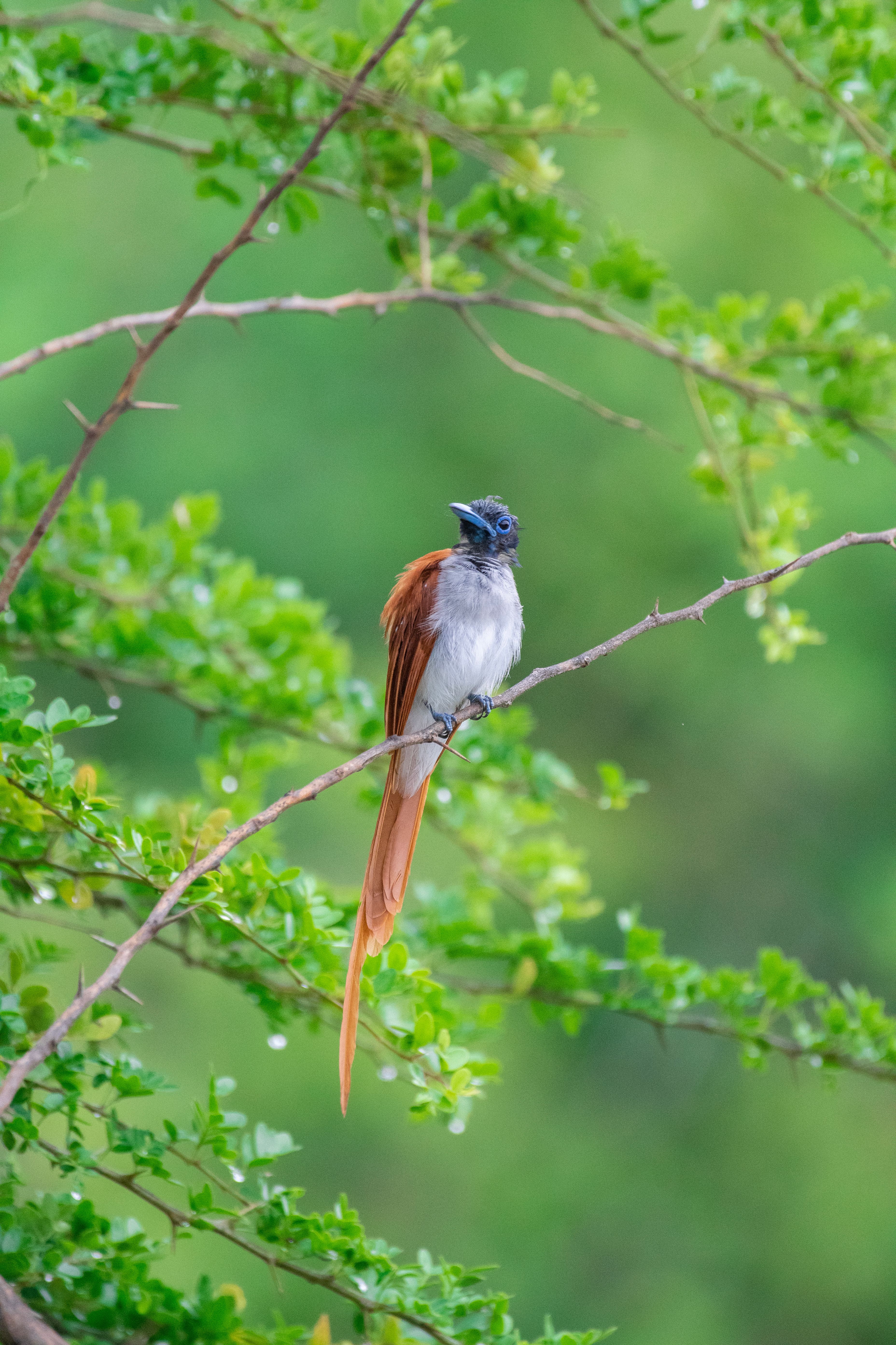 Indian Paradise Flycatcher Bird · Free Stock Photo