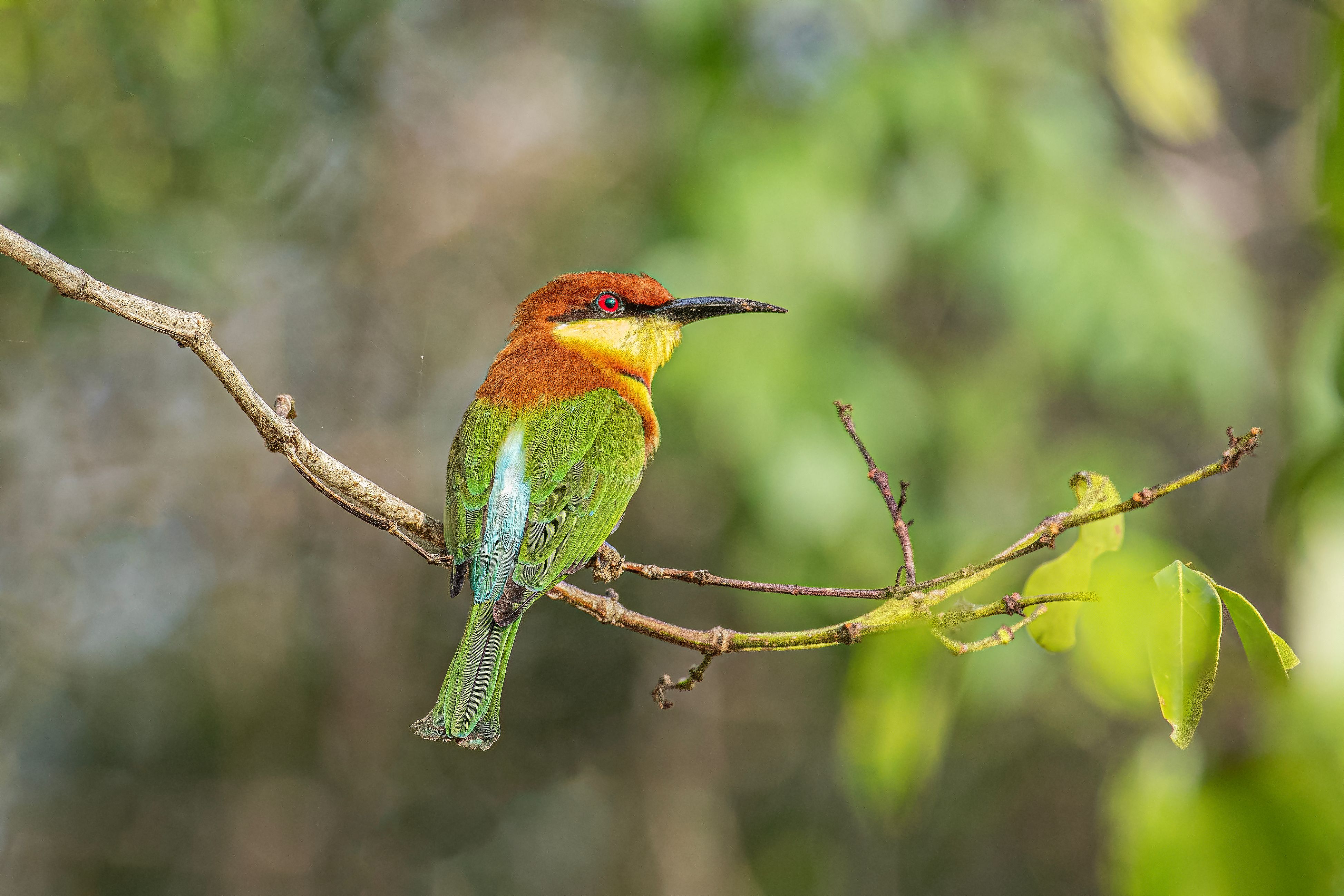 Chestnut-headed-bee-eater Bird in Nature · Free Stock Photo