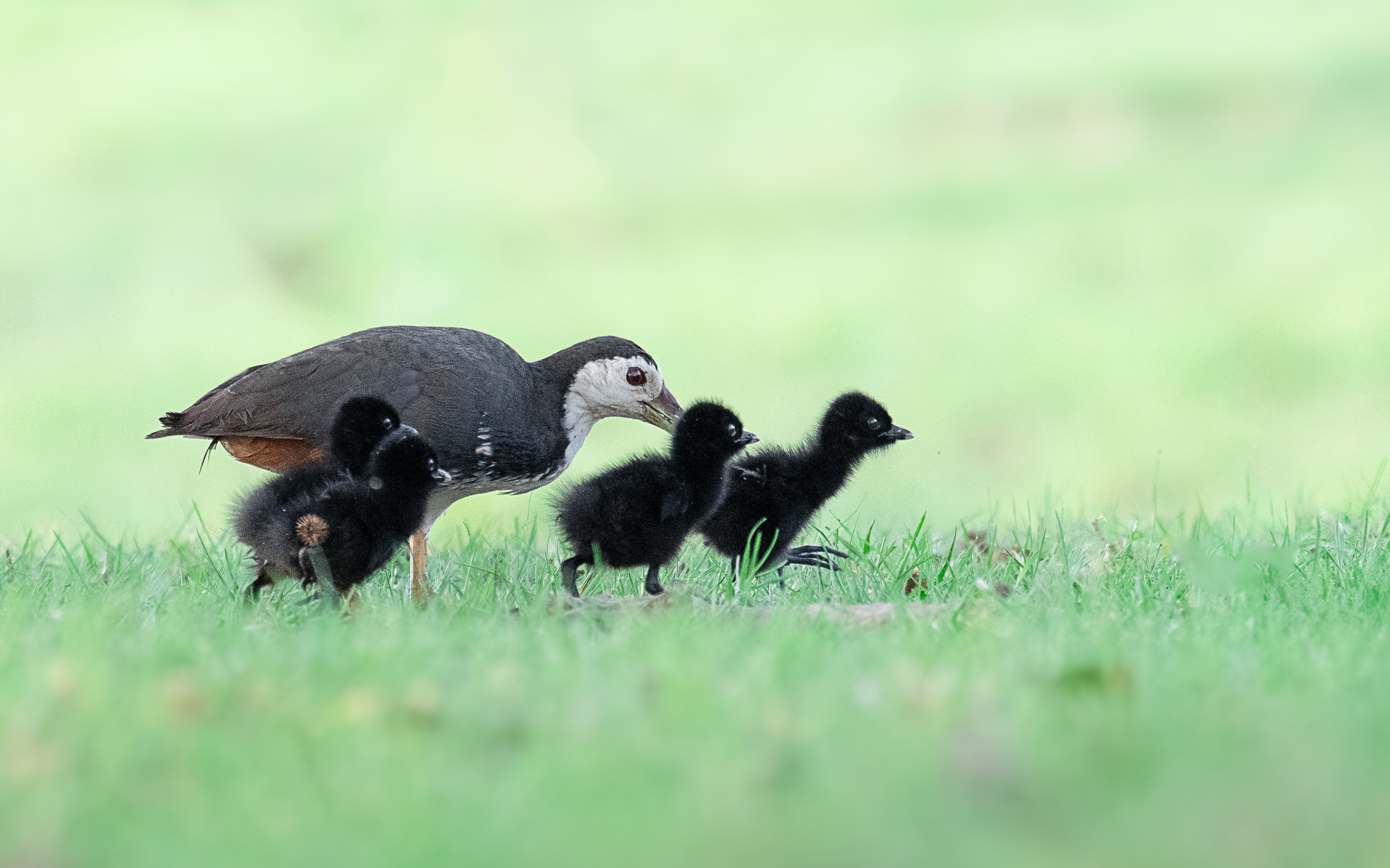 Bird and Chicks on Ground · Free Stock Photo