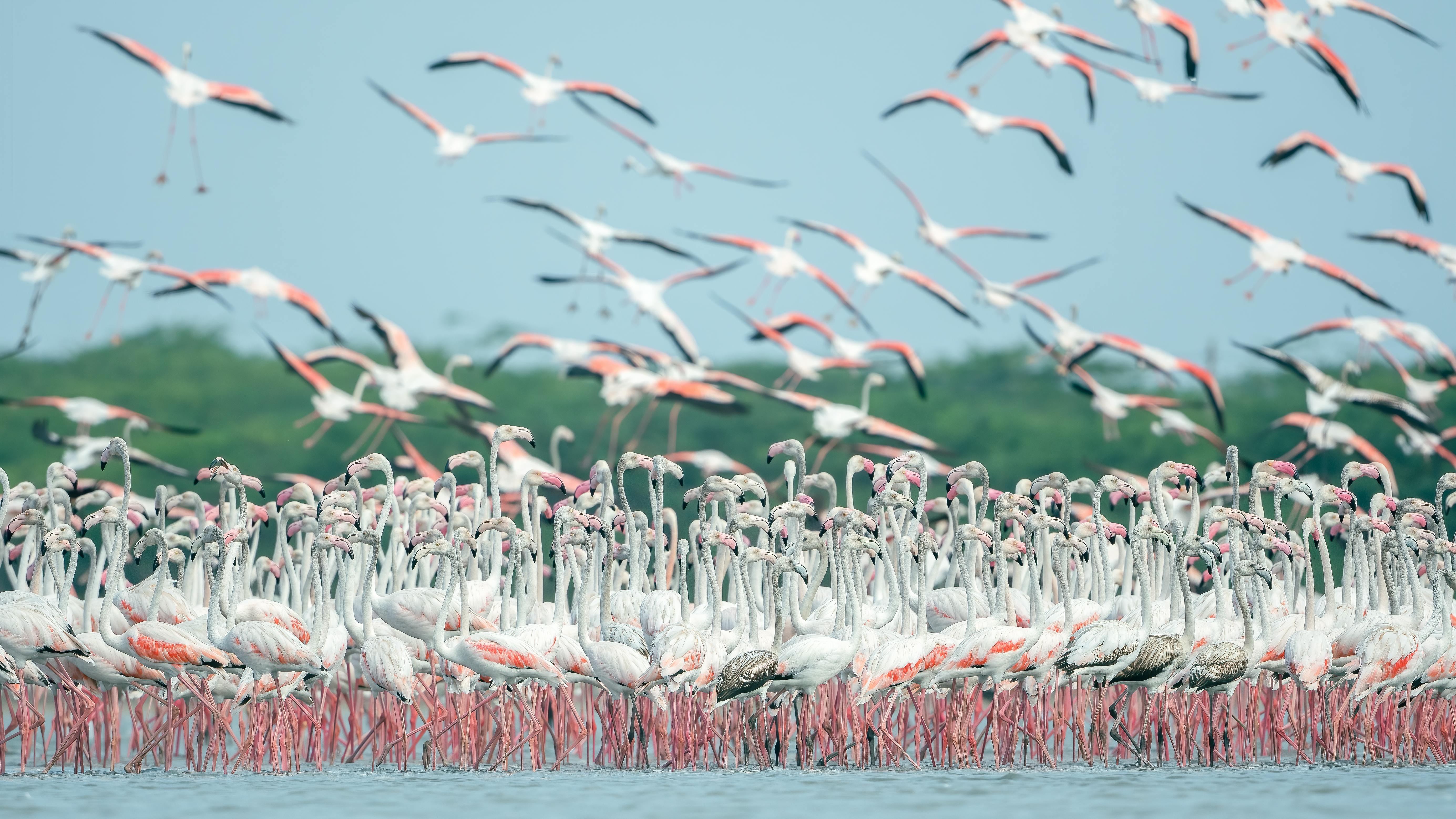 Flock of flamingos walking on shore · Free Stock Photo