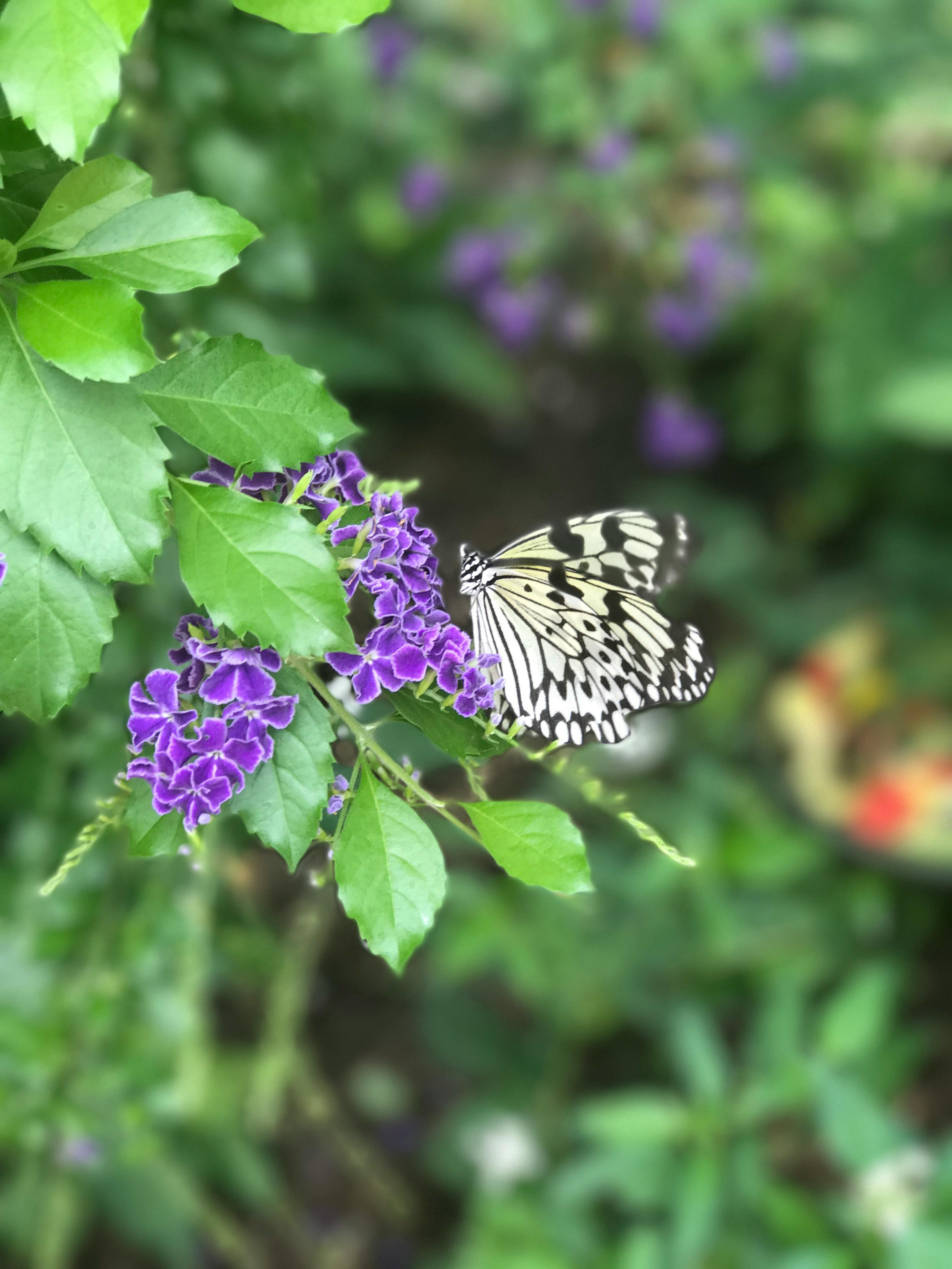 Large Tree Nymph Butterfly · Free Stock Photo