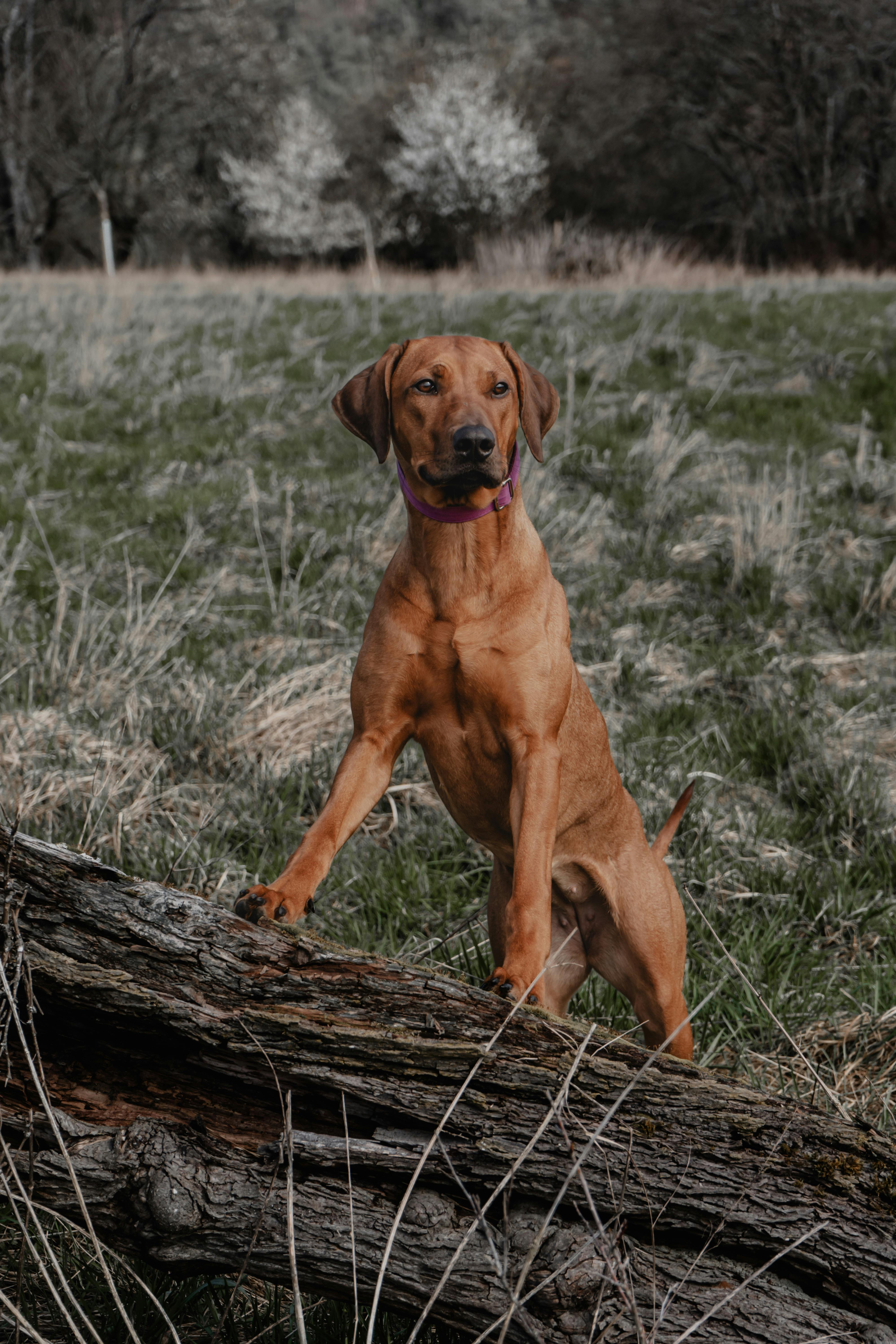 Rhodesian Ridgeback Dog In Forest Photos, Download The BEST Free ...