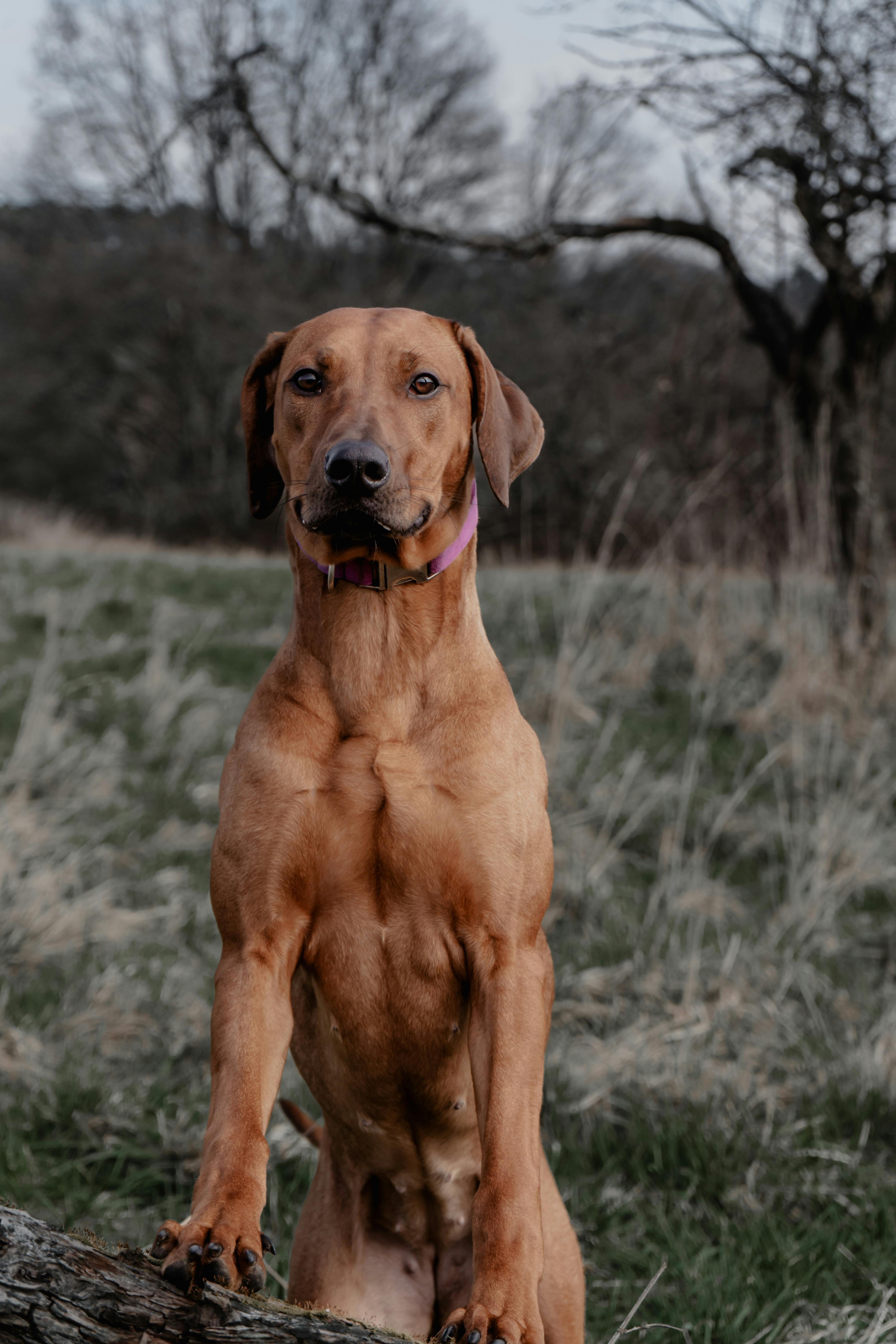 Portrait of Standing Dog · Free Stock Photo