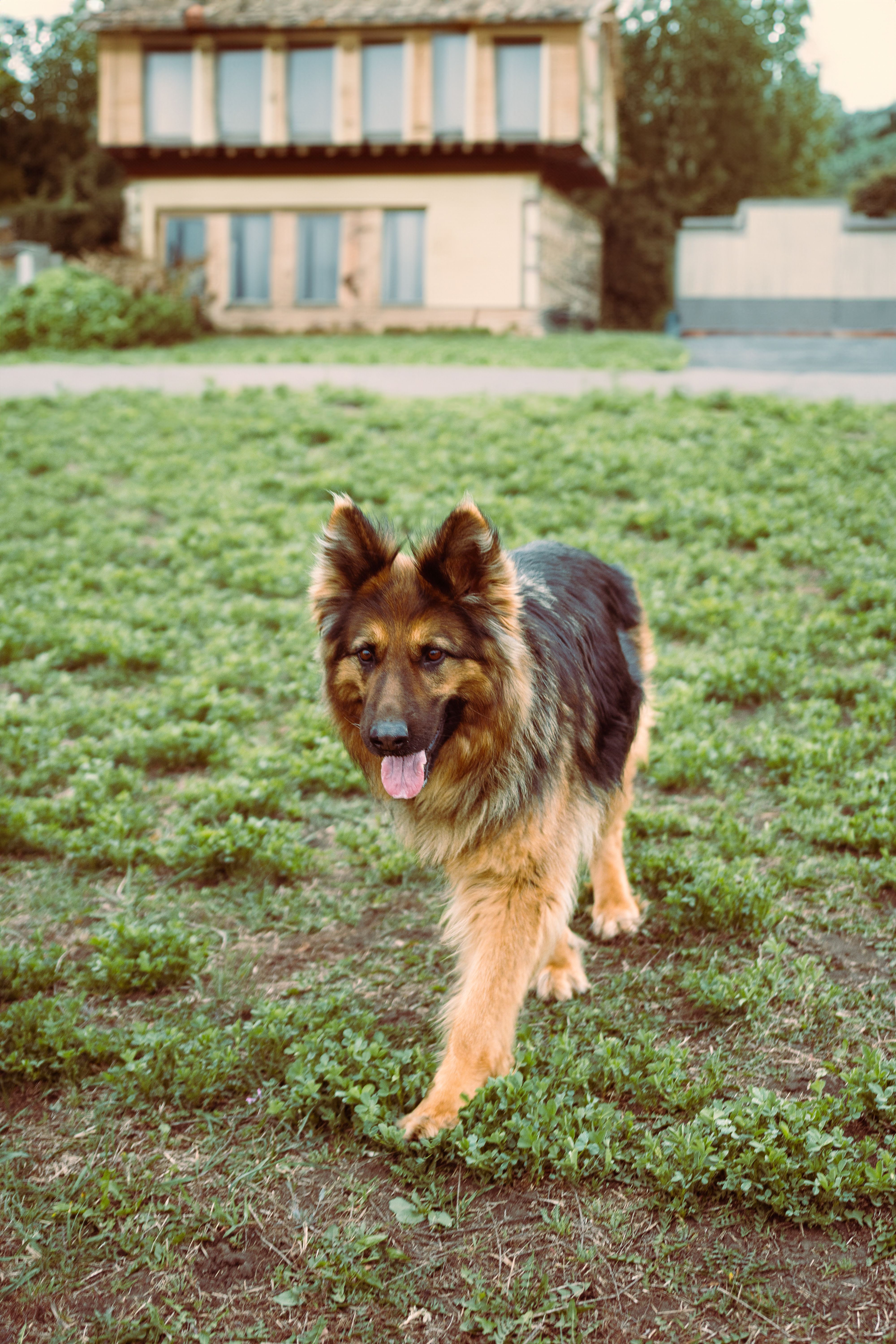 German Shepherd on Grass · Free Stock Photo