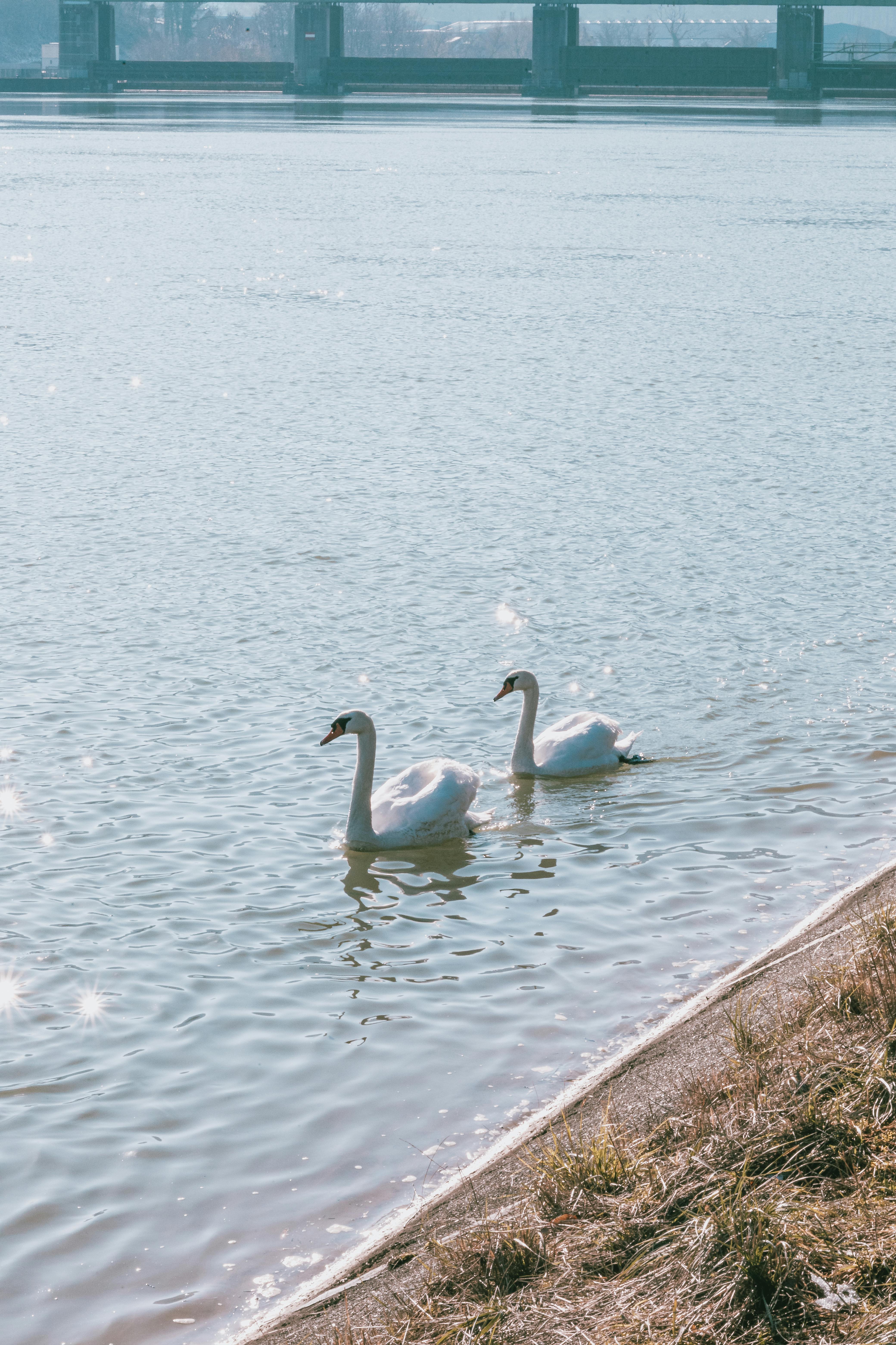 Swim In The River Photos, Download The BEST Free Swim In The River ...