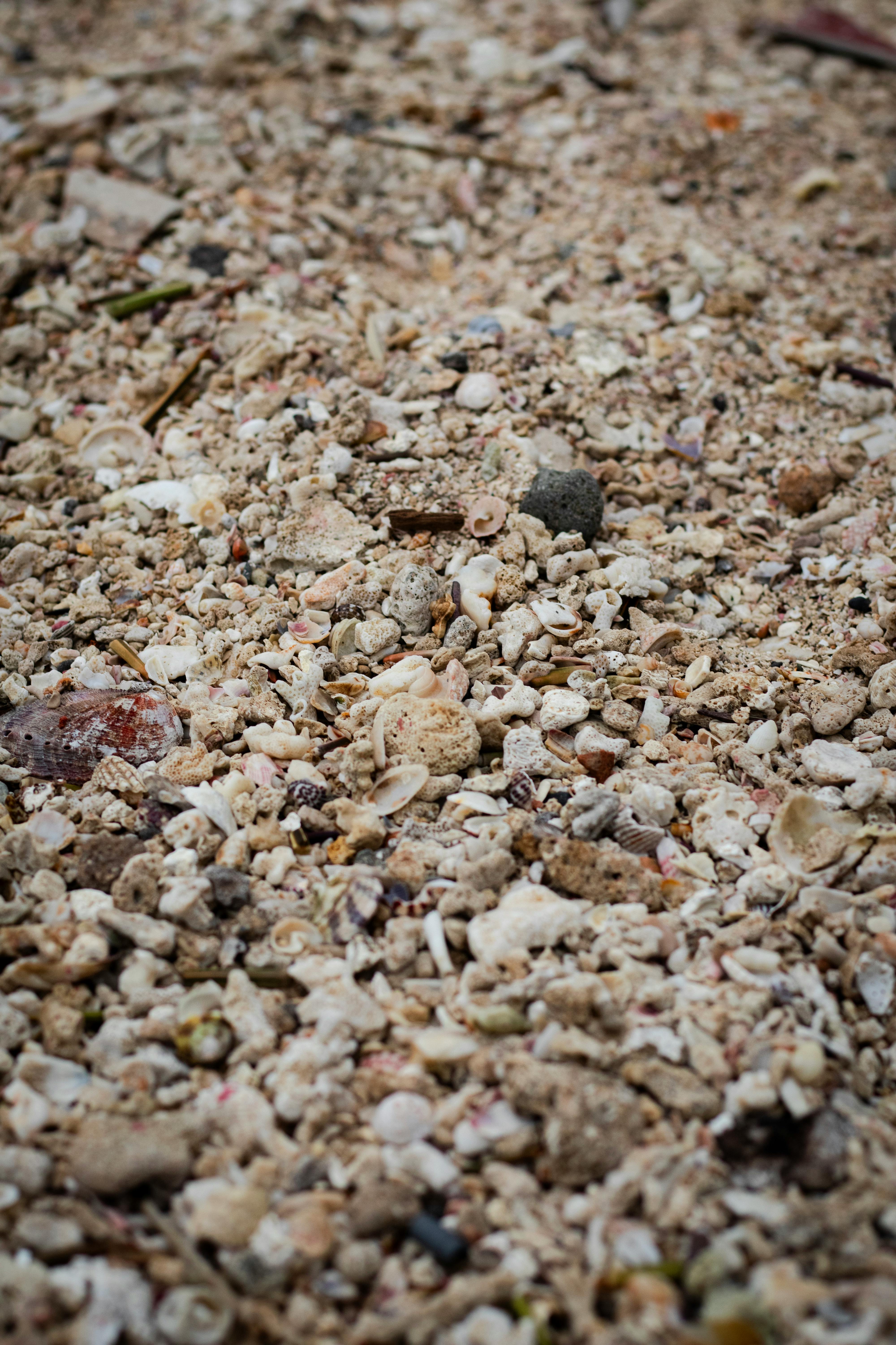 Close-up of Rocks and Seashells on a Beach · Free Stock Photo