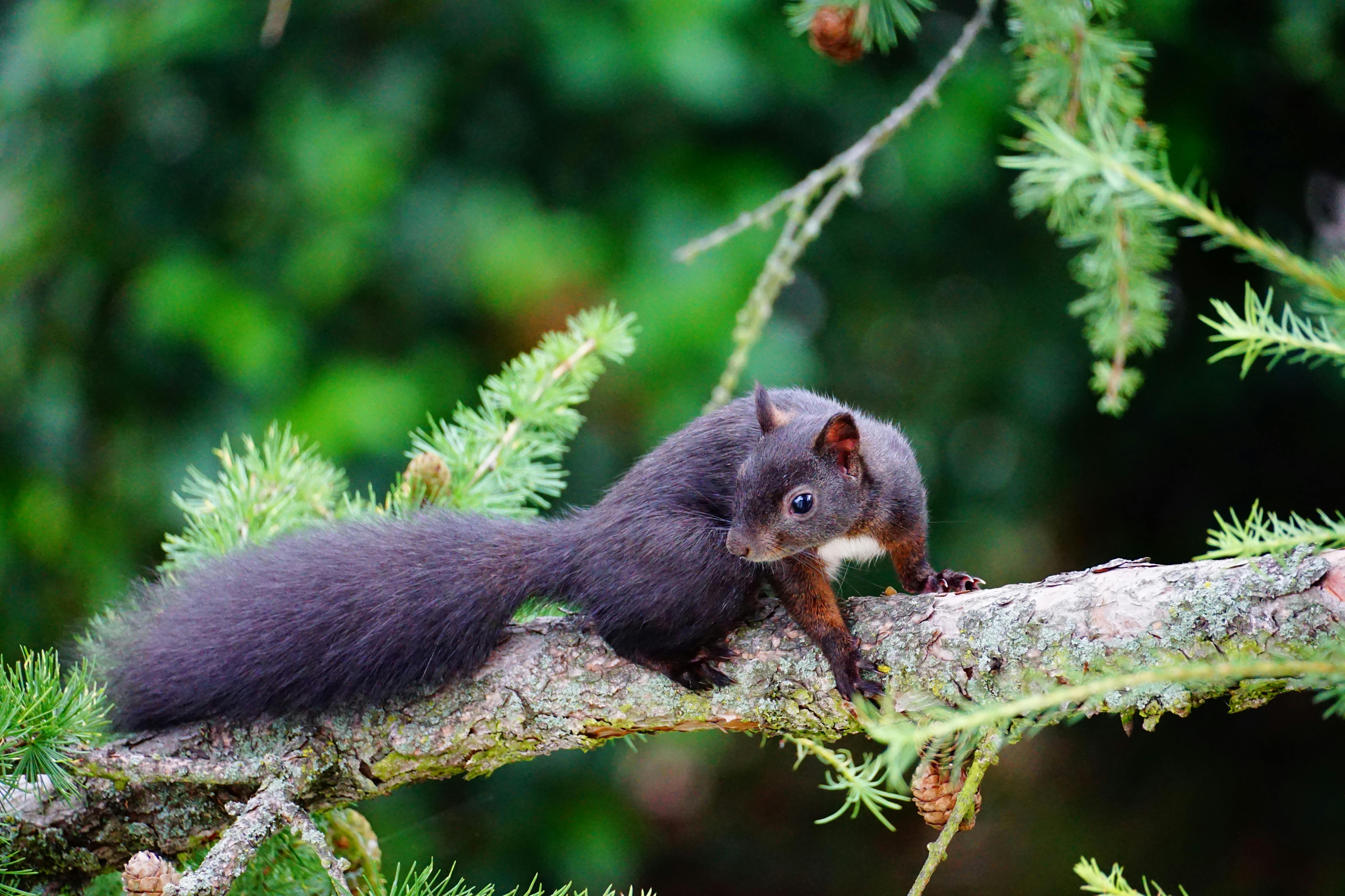 Squirrel on a Fir Tree Branch · Free Stock Photo