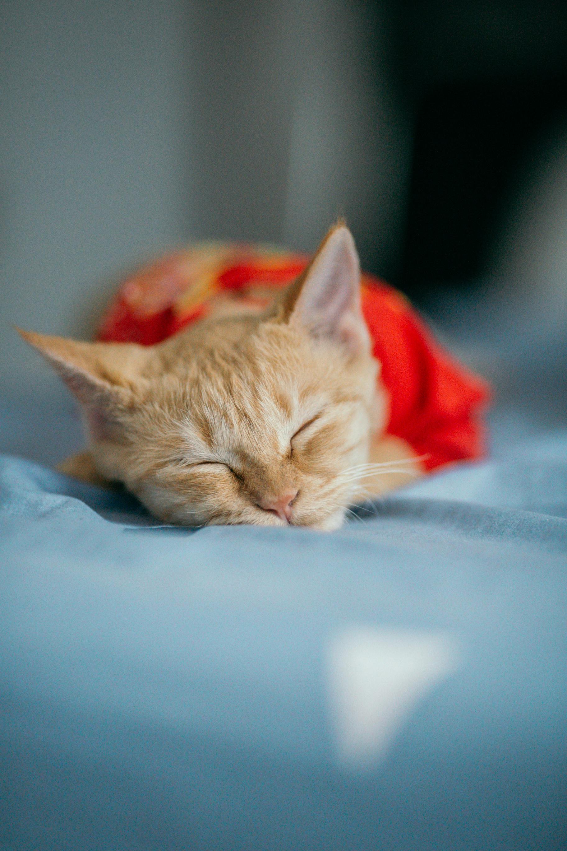 Sleeping Kitten · Free Stock Photo