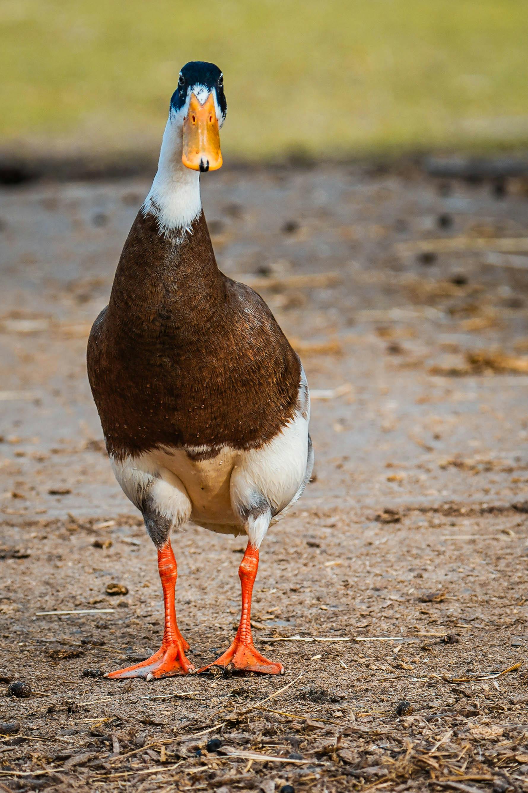 Indian Runner Photos, Download The BEST Free Indian Runner Stock Photos ...