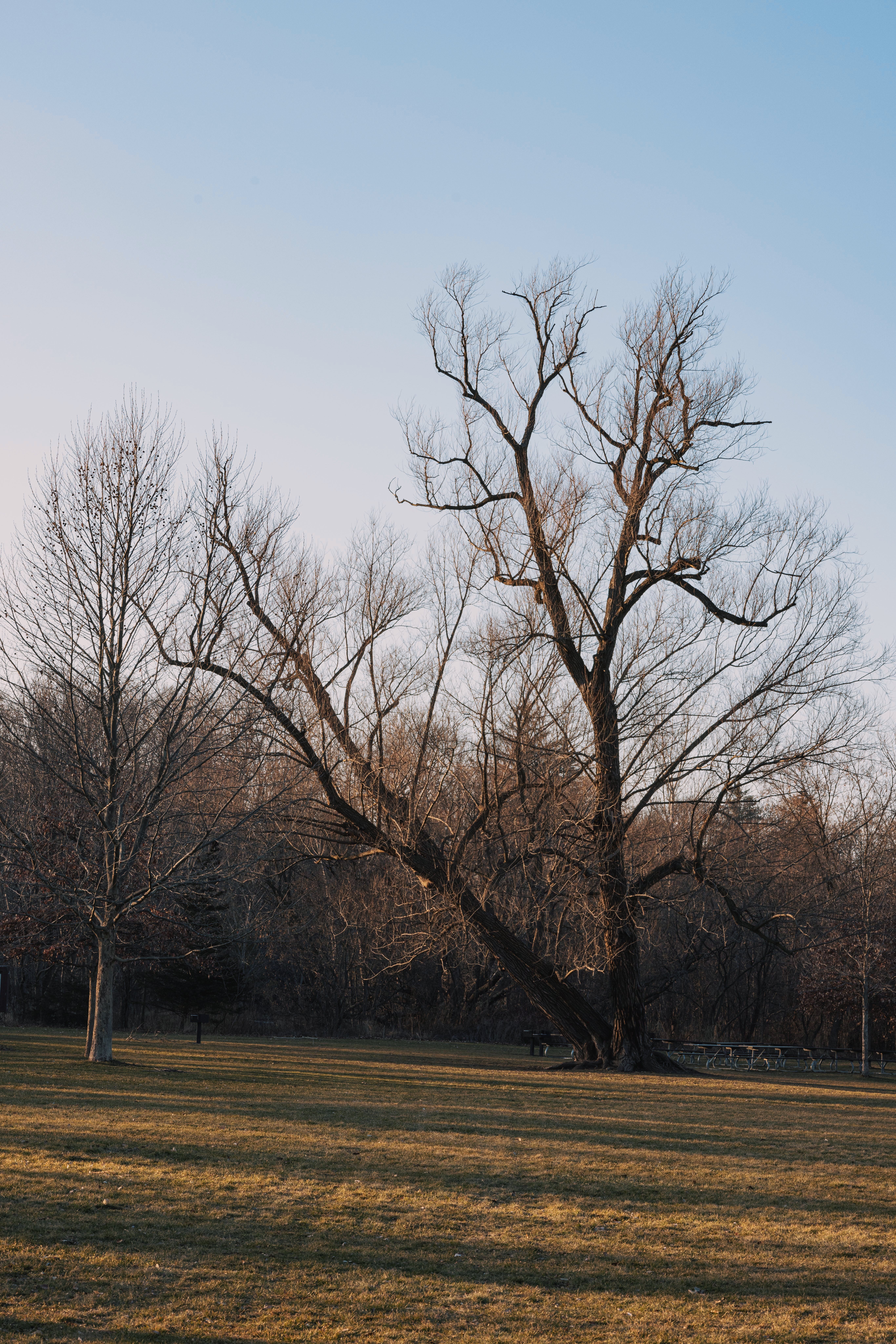 Bare Tree During Winter · Free Stock Photo