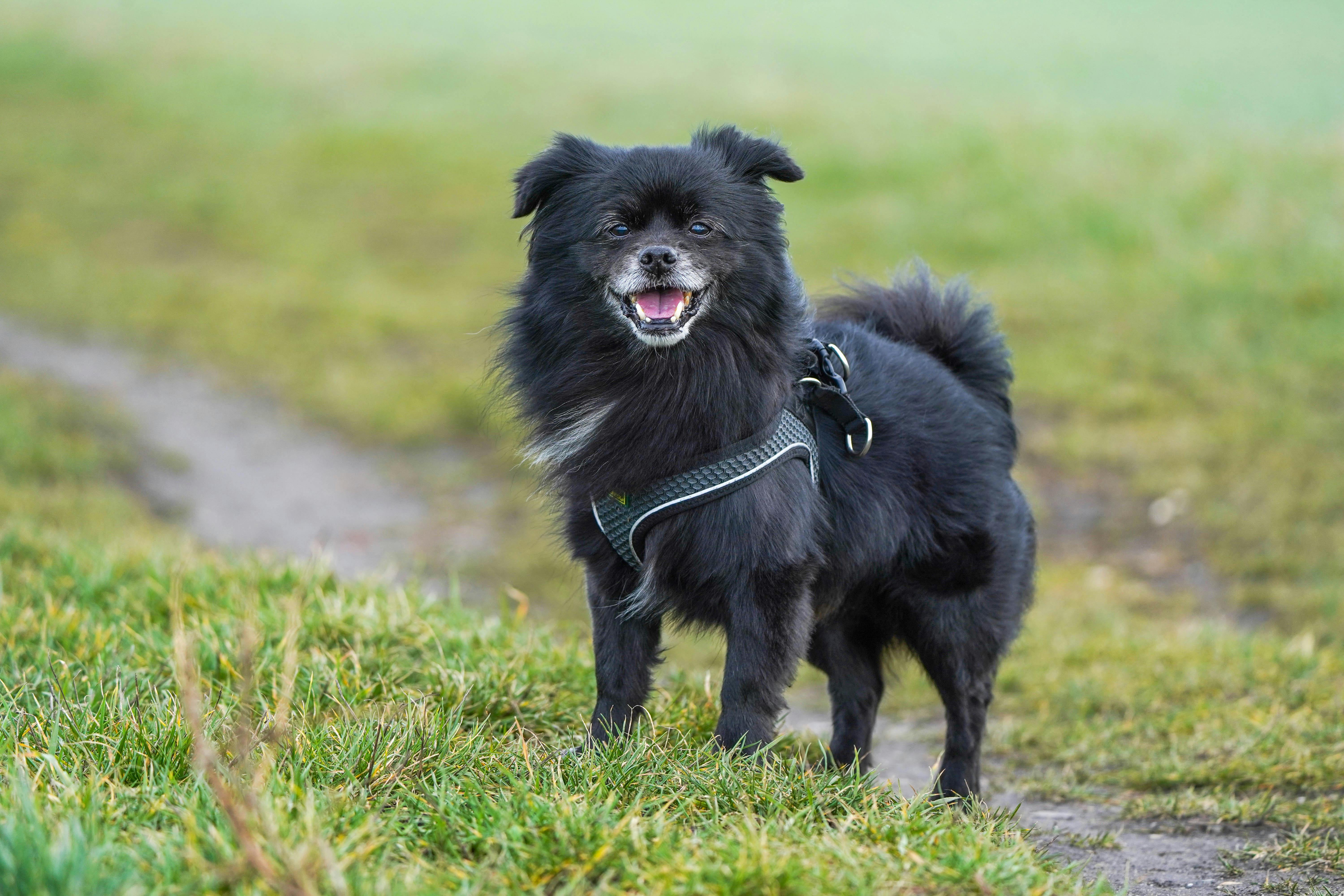 Black, Small Dog on Footpath · Free Stock Photo