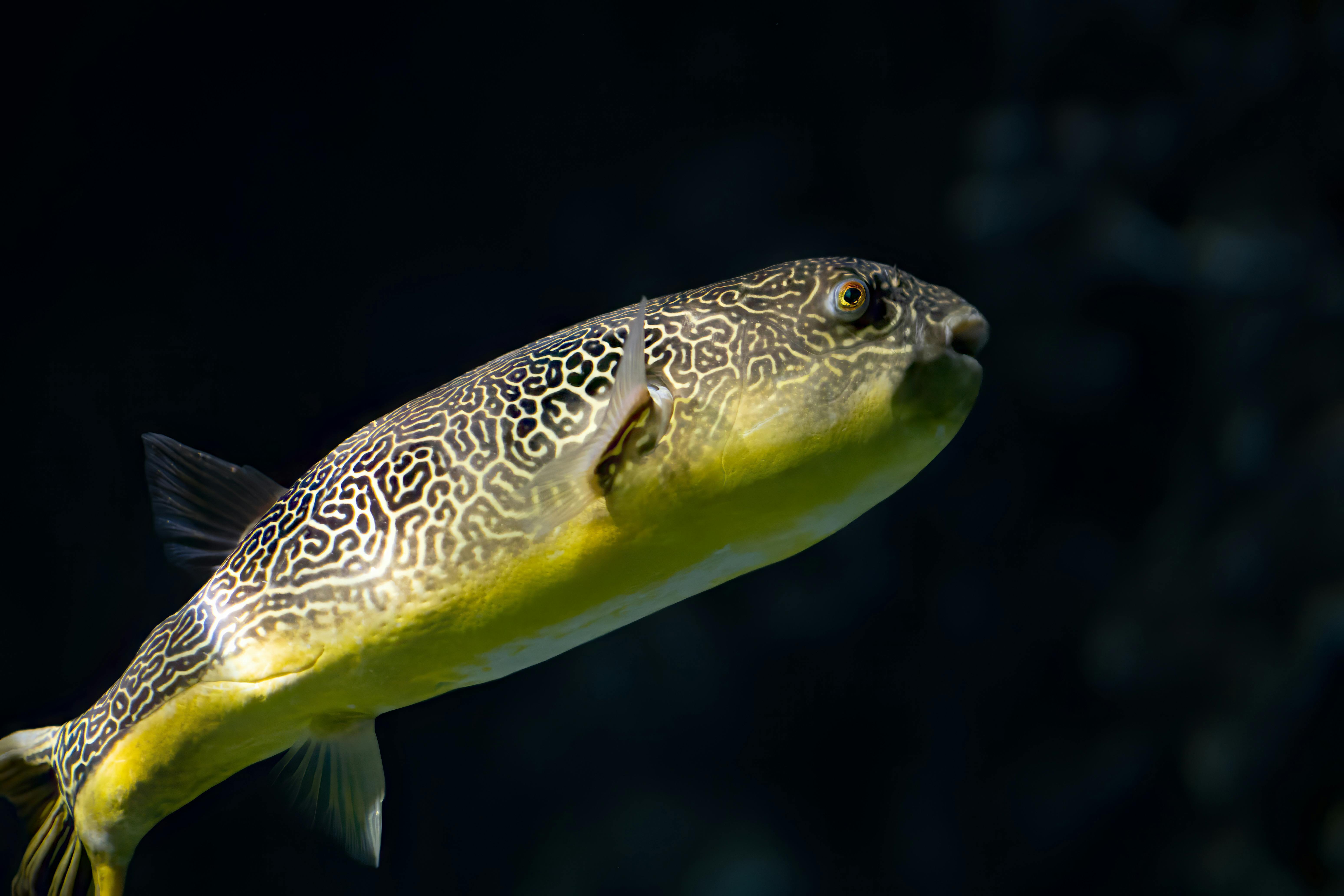 Pufferfish Swimming in an Aquarium · Free Stock Photo