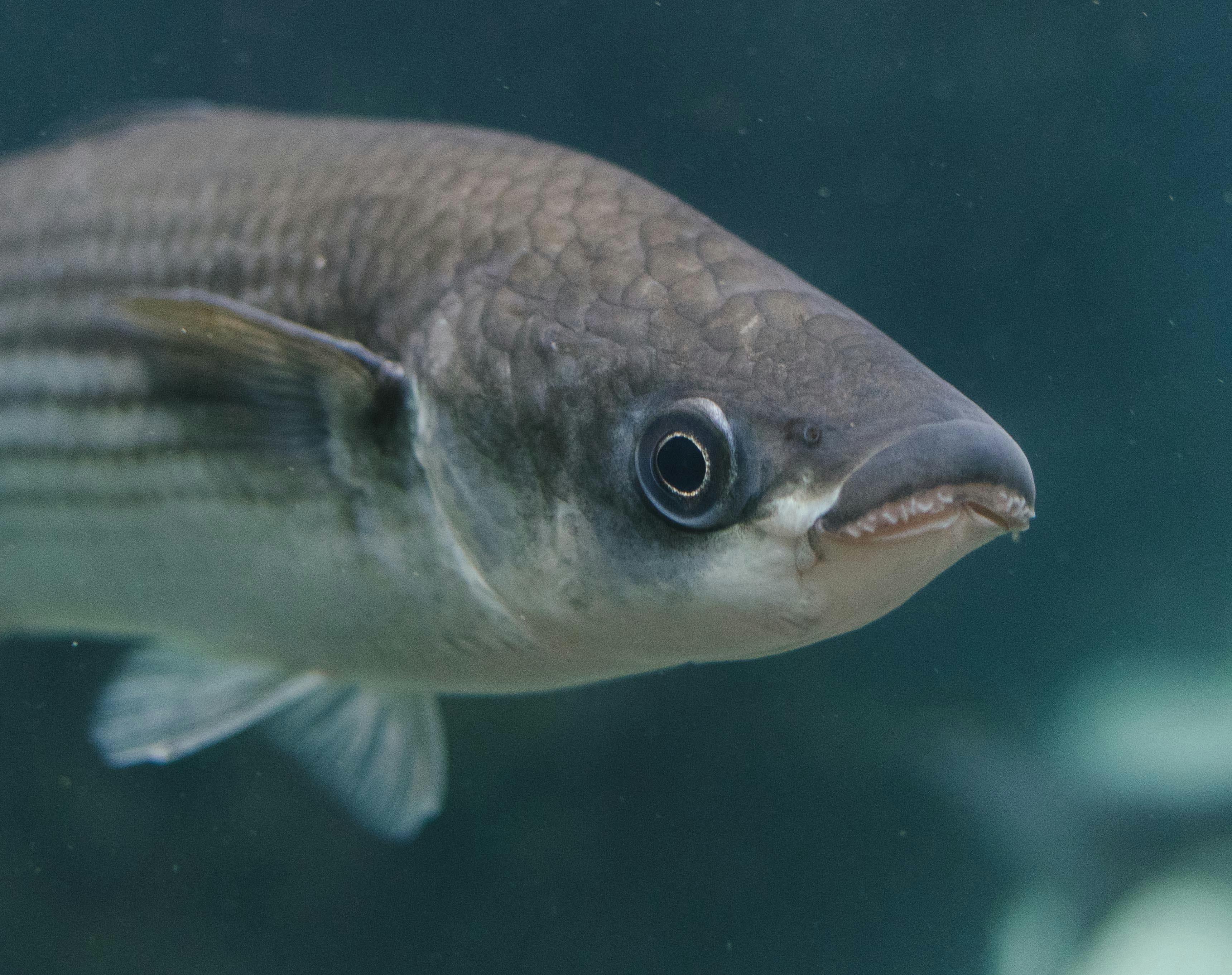 Thicklip Grey Mullet Fish · Free Stock Photo