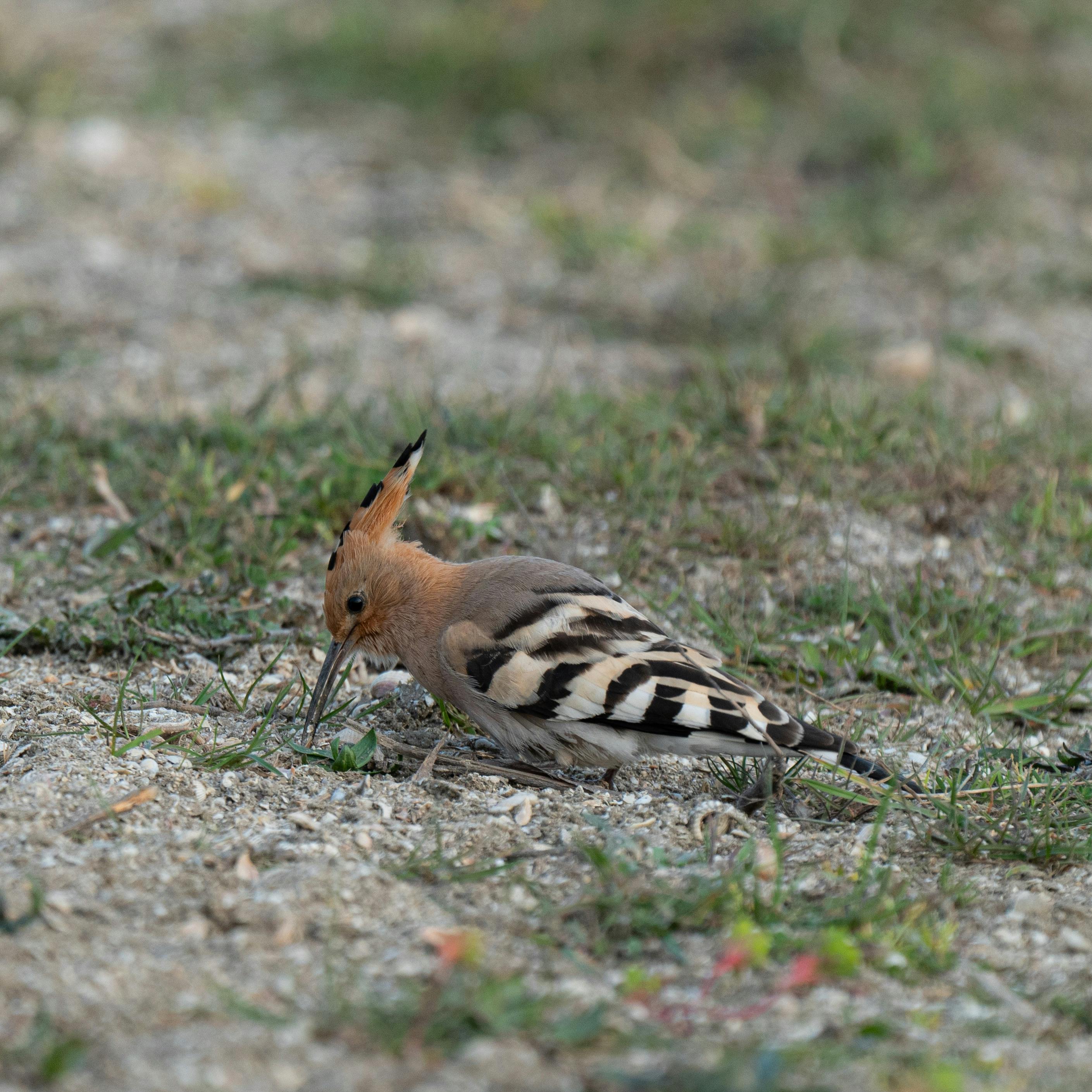 Common Hoopoe Bird · Free Stock Photo