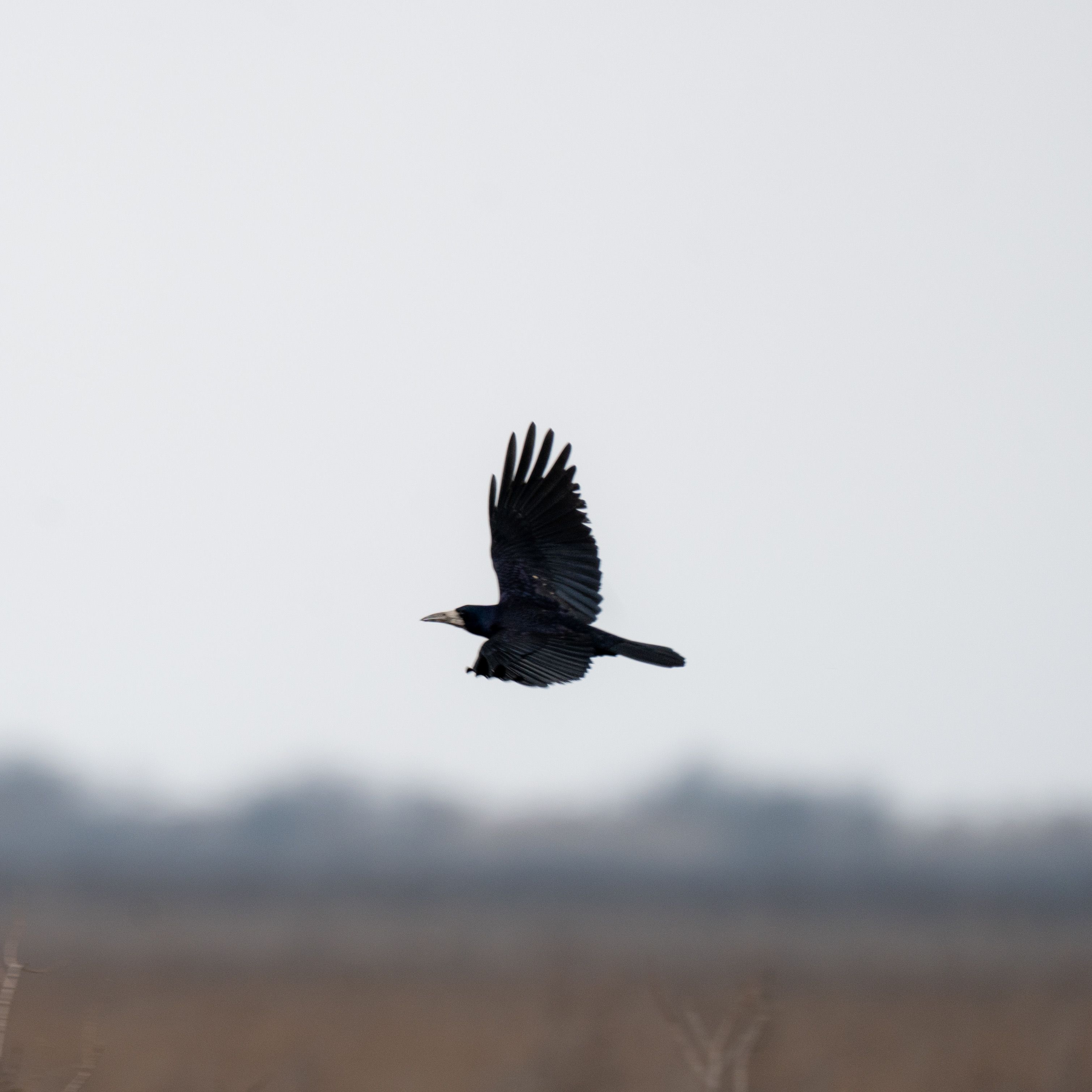 A black bird flying over a field with dry grass · Free Stock Photo
