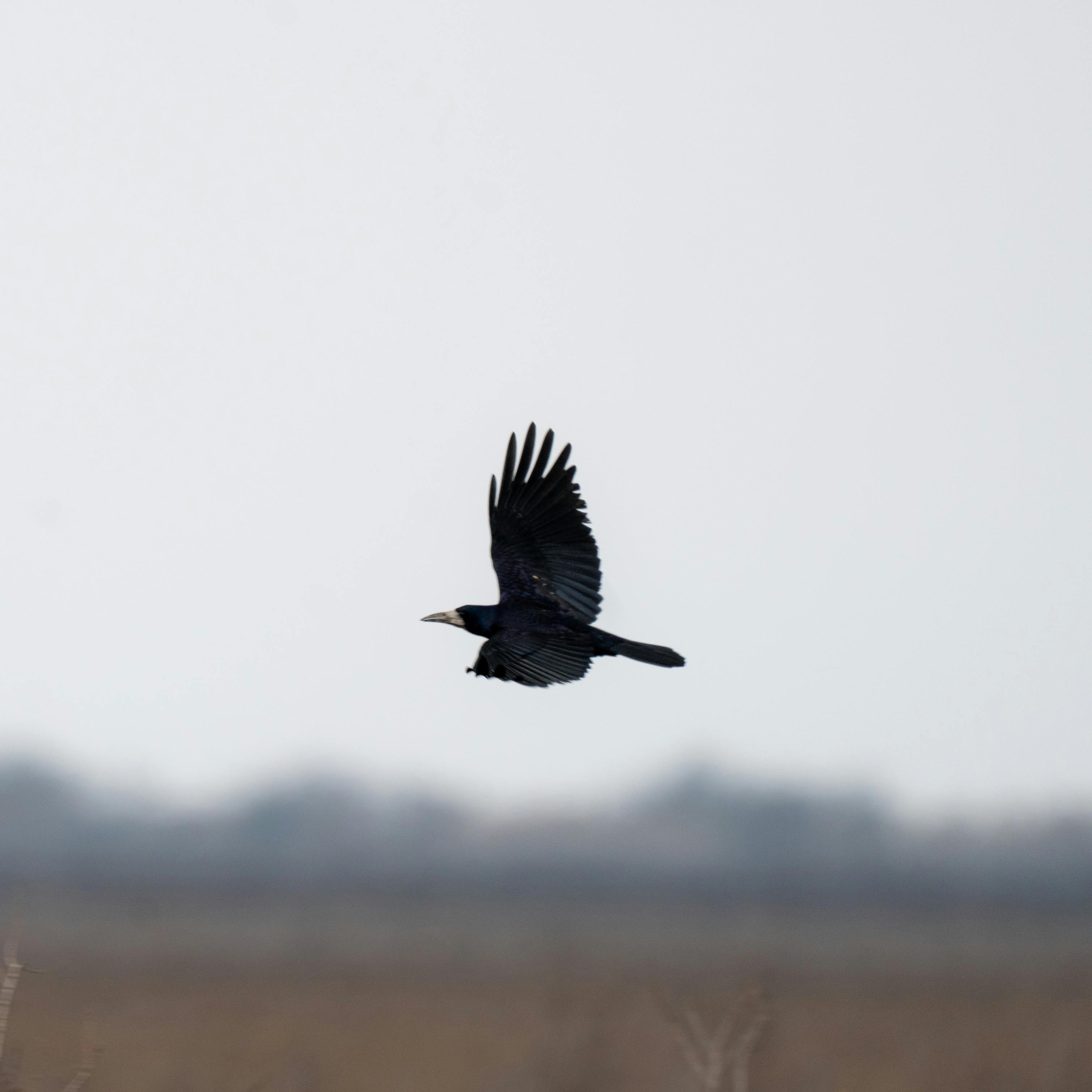 Rook Bird Flying Photos, Download The BEST Free Rook Bird Flying Stock ...
