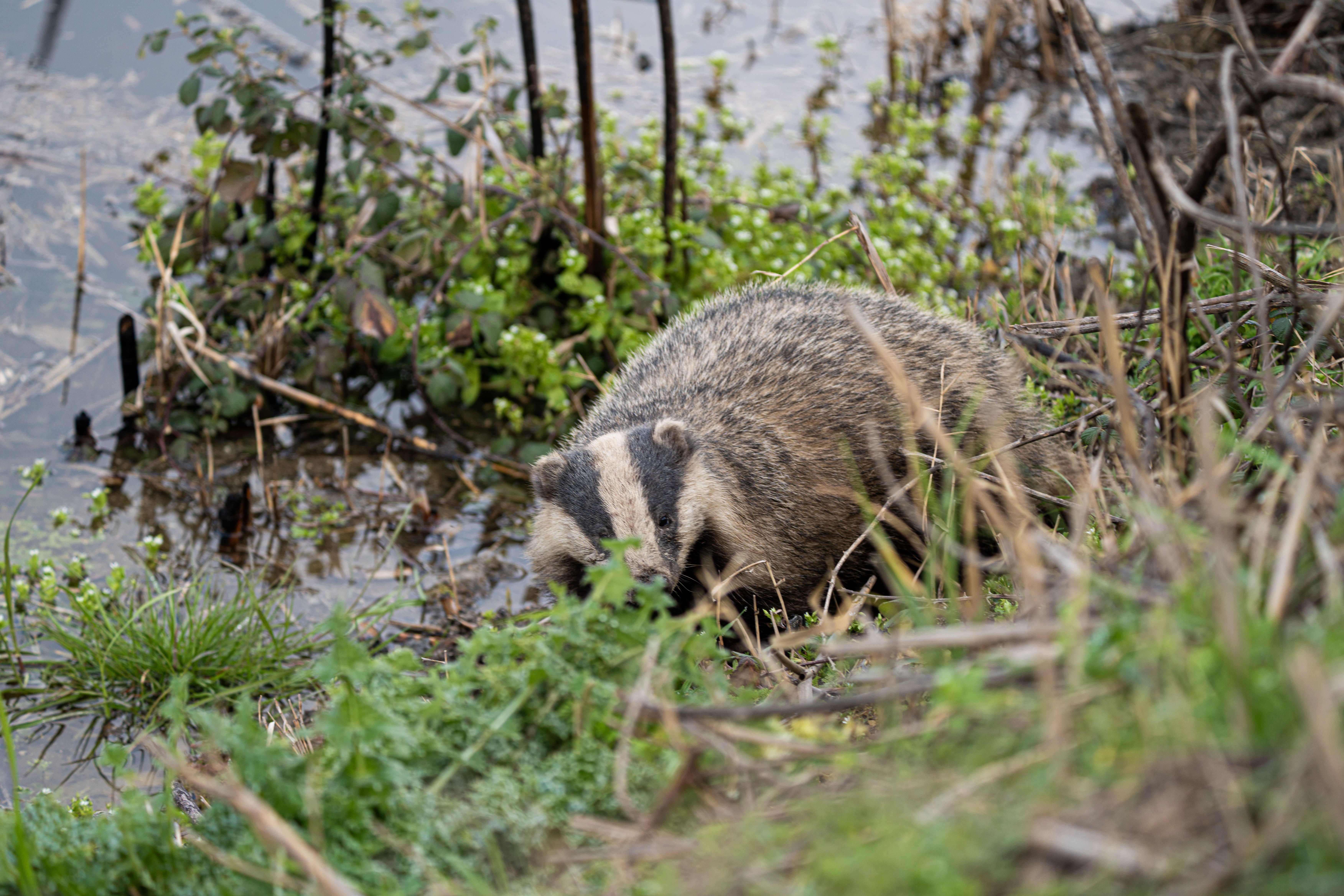 Badger Photos, Download The BEST Free Badger Stock Photos & HD Images