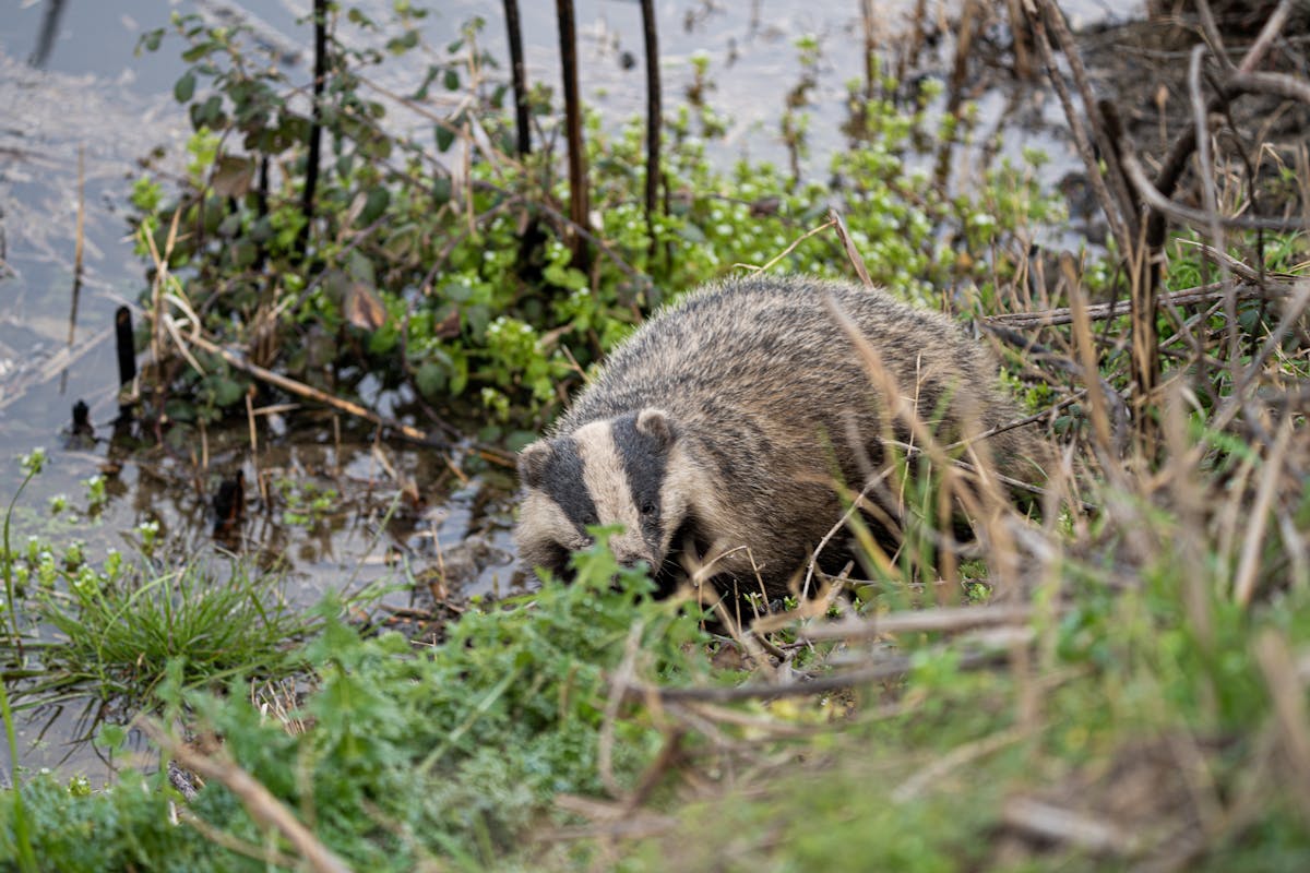Badger Photos, Download The BEST Free Badger Stock Photos & HD Images