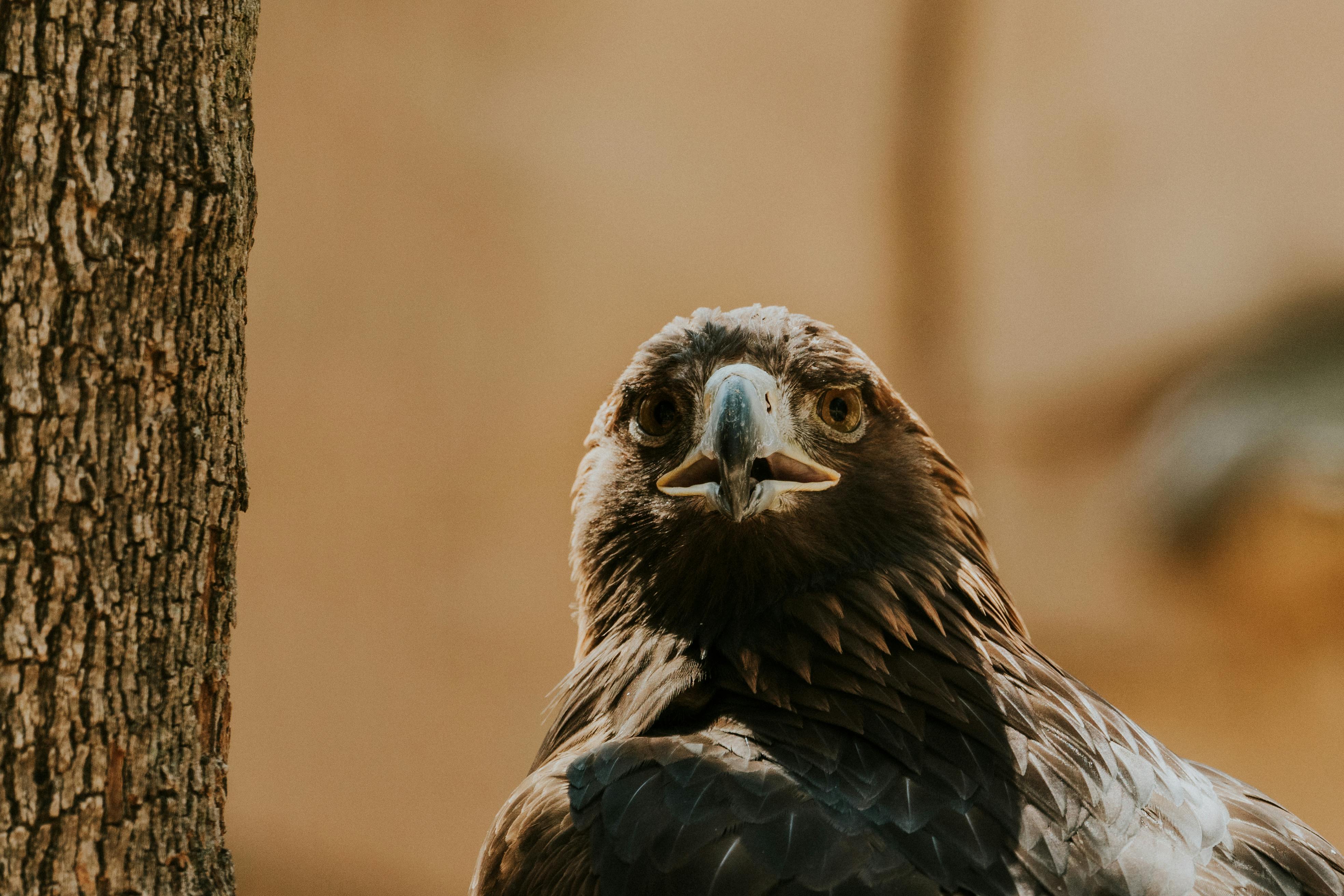 Pájaro Huevos Photos, Download The BEST Free Pájaro Huevos Stock Photos ...